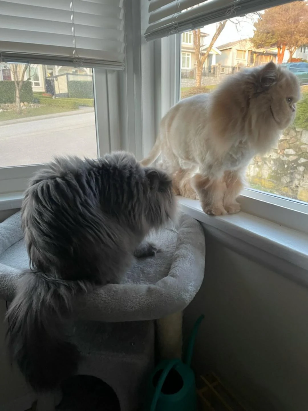 my cats trying to share the window | Scrolller