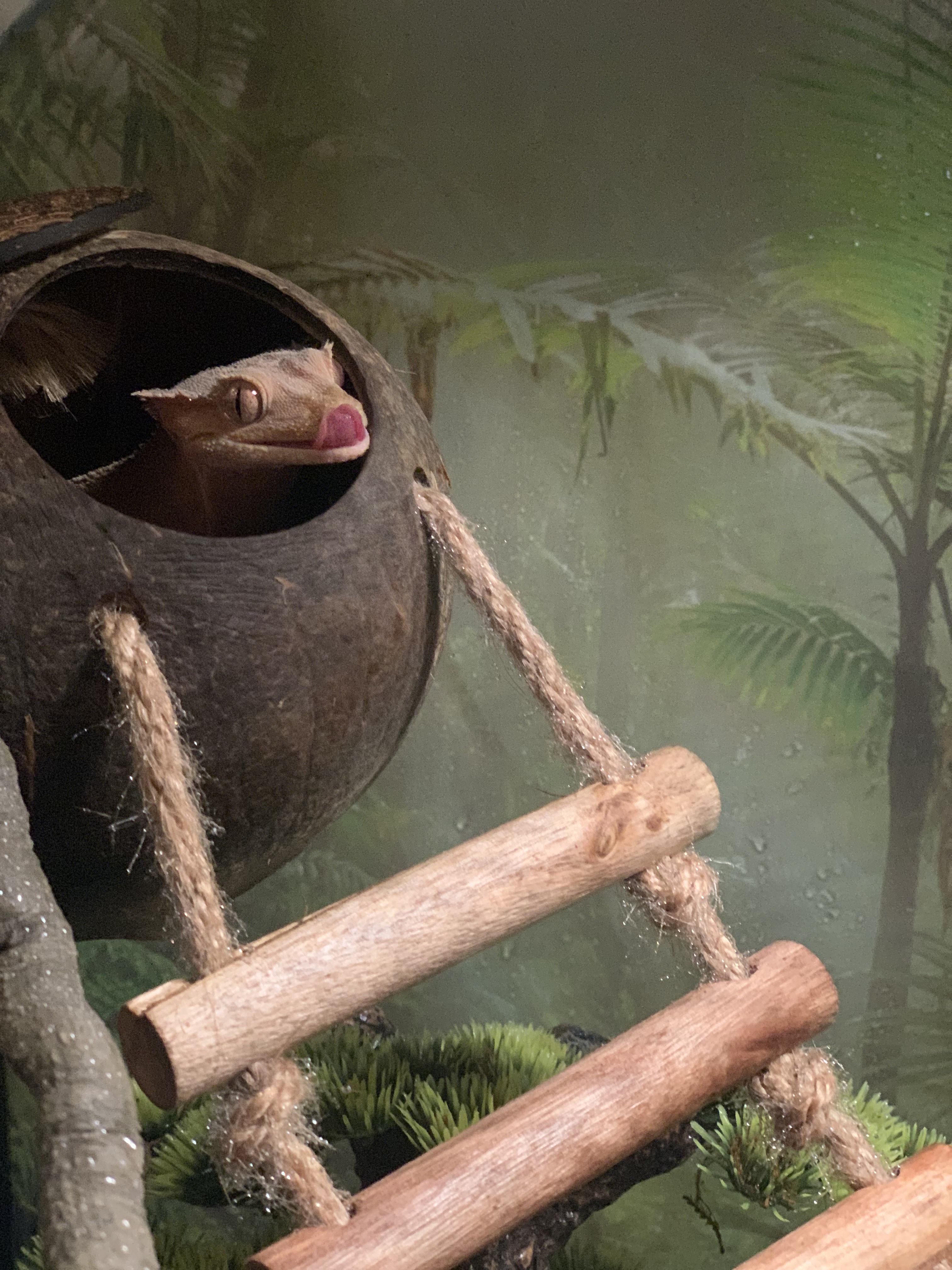 My little derp | Scrolller