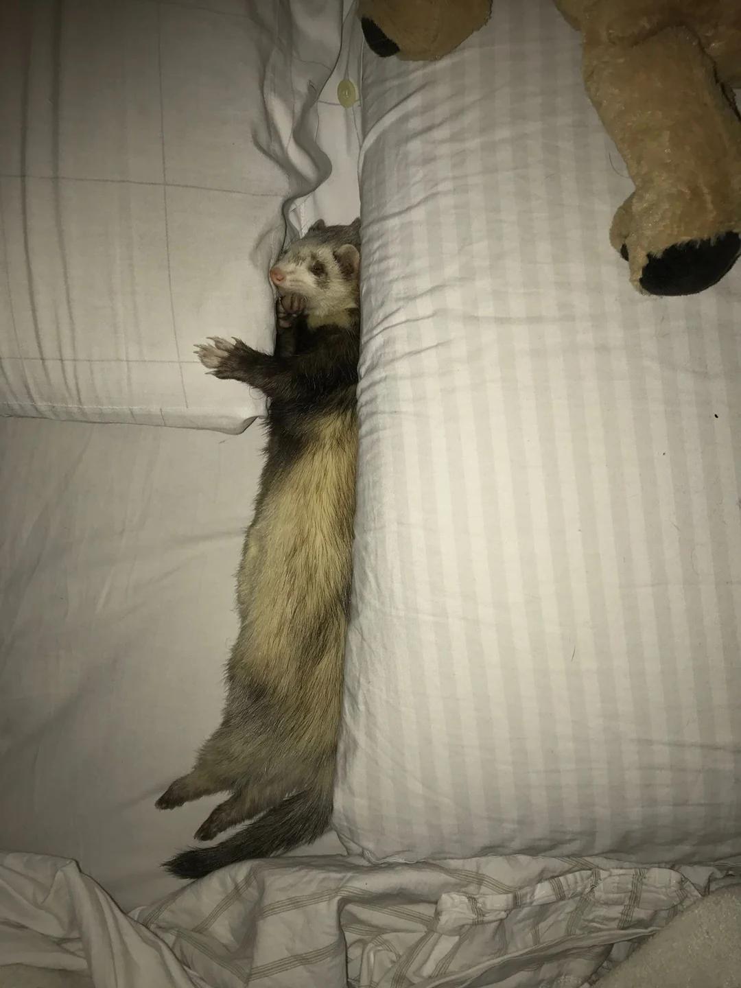 Not the best sleeping position but it works n.n | Scrolller