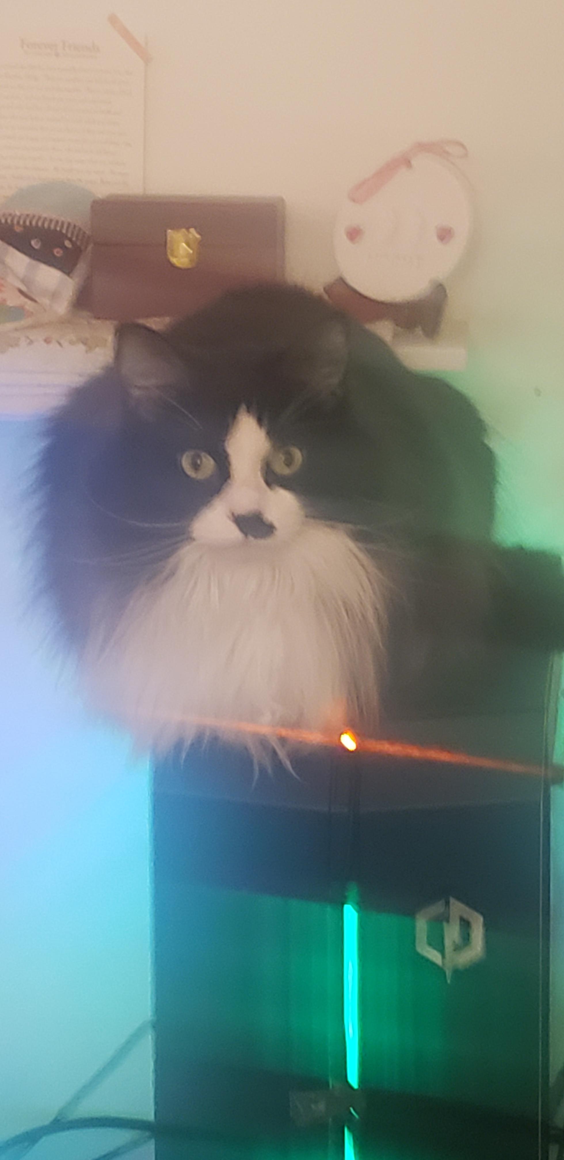 The floof claimed my PC | Scrolller