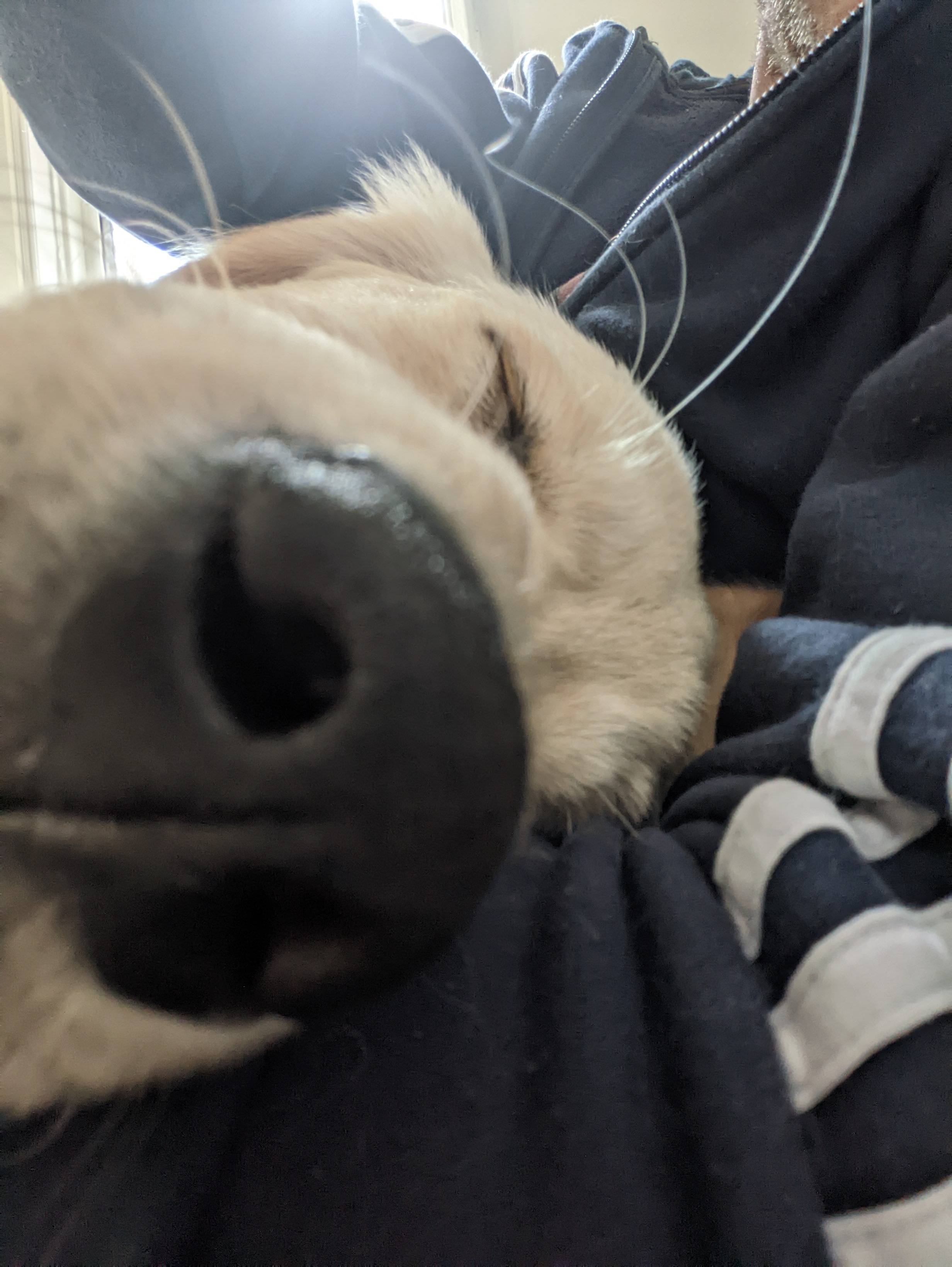 Snoot Snoot | Scrolller