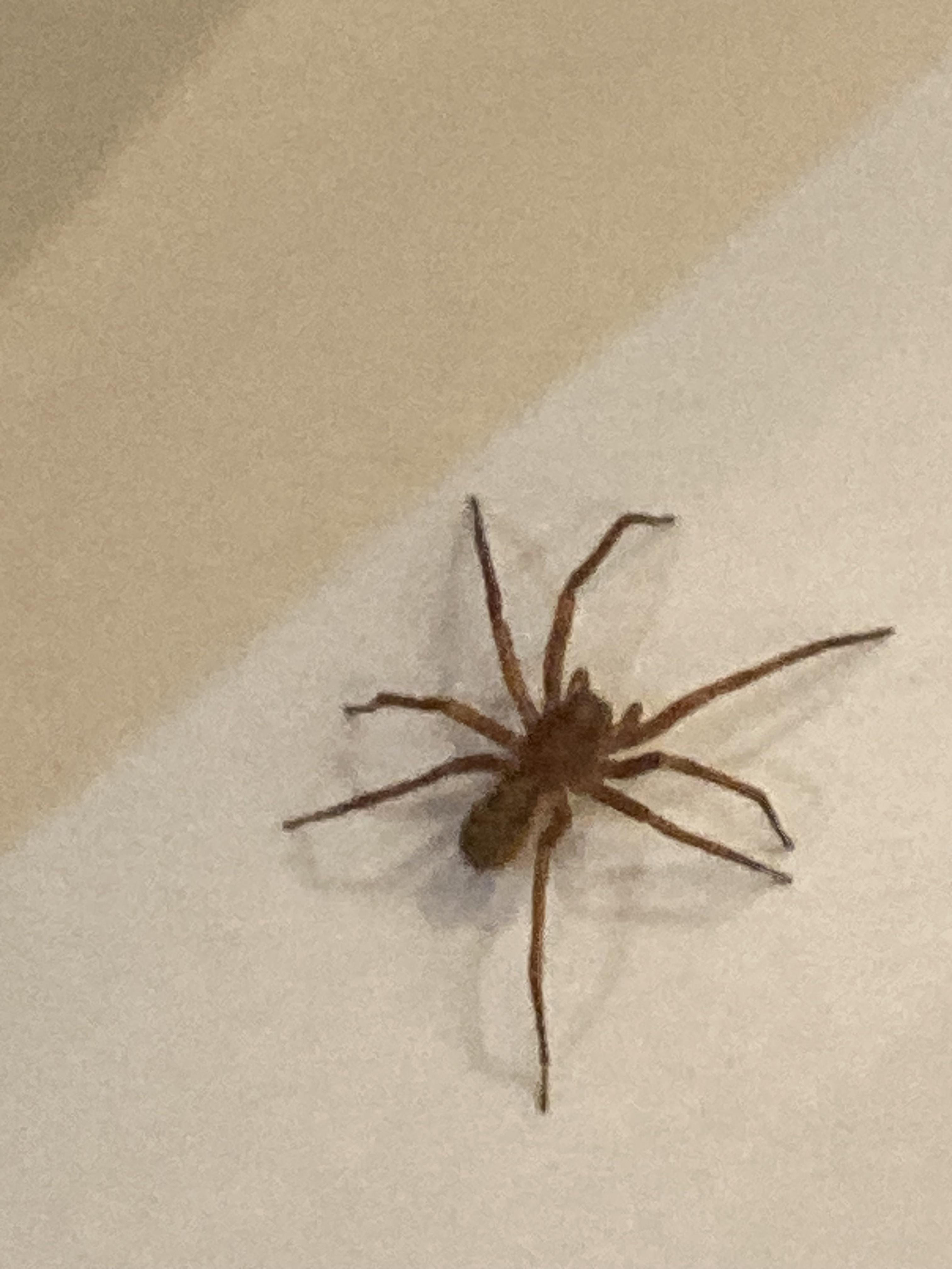 Id Spider | Scrolller