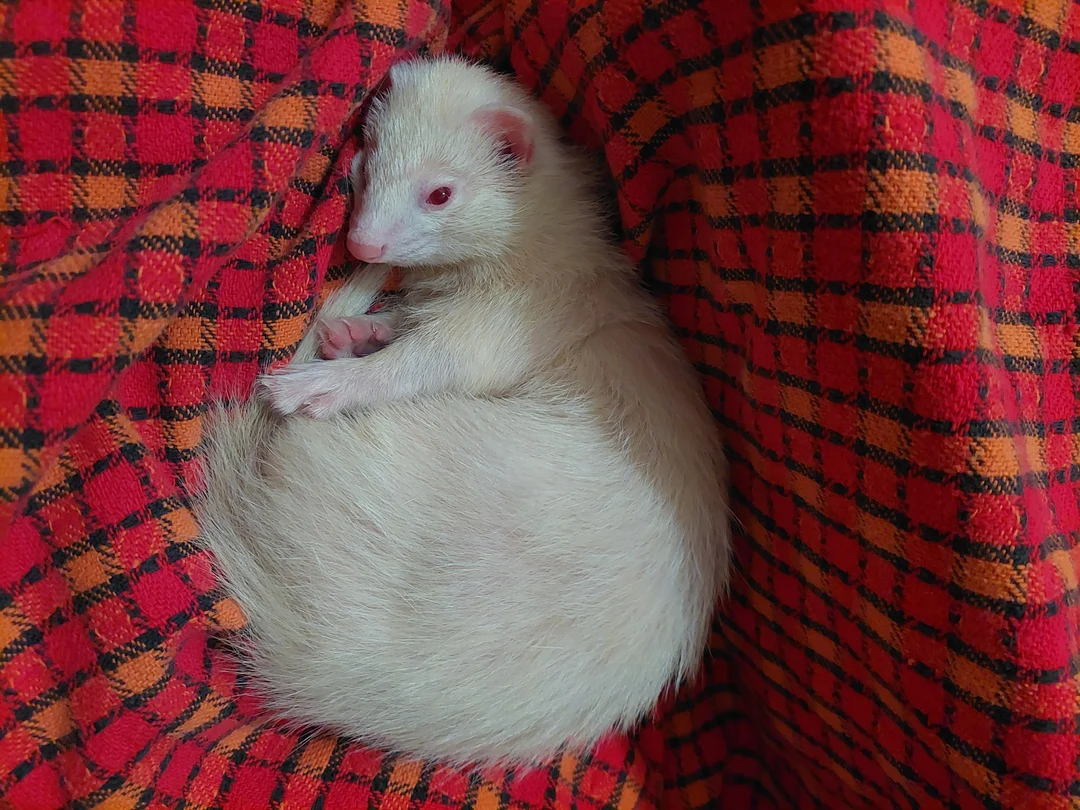 my sweet Ruby ♡ | Scrolller