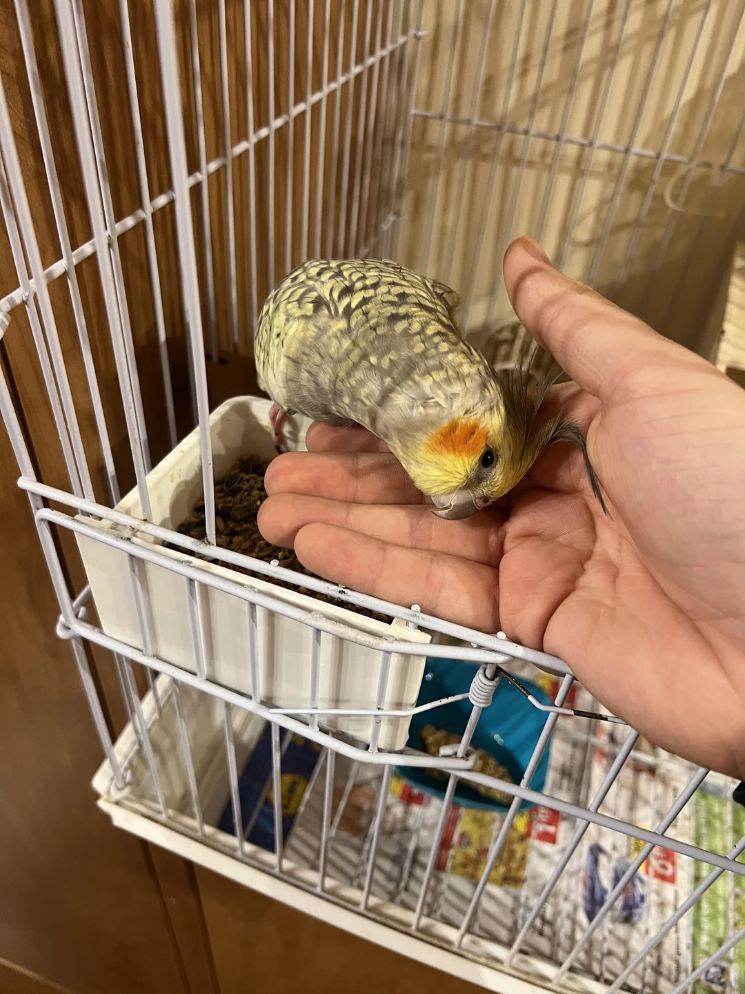 never posted here but today she died :( | Scrolller