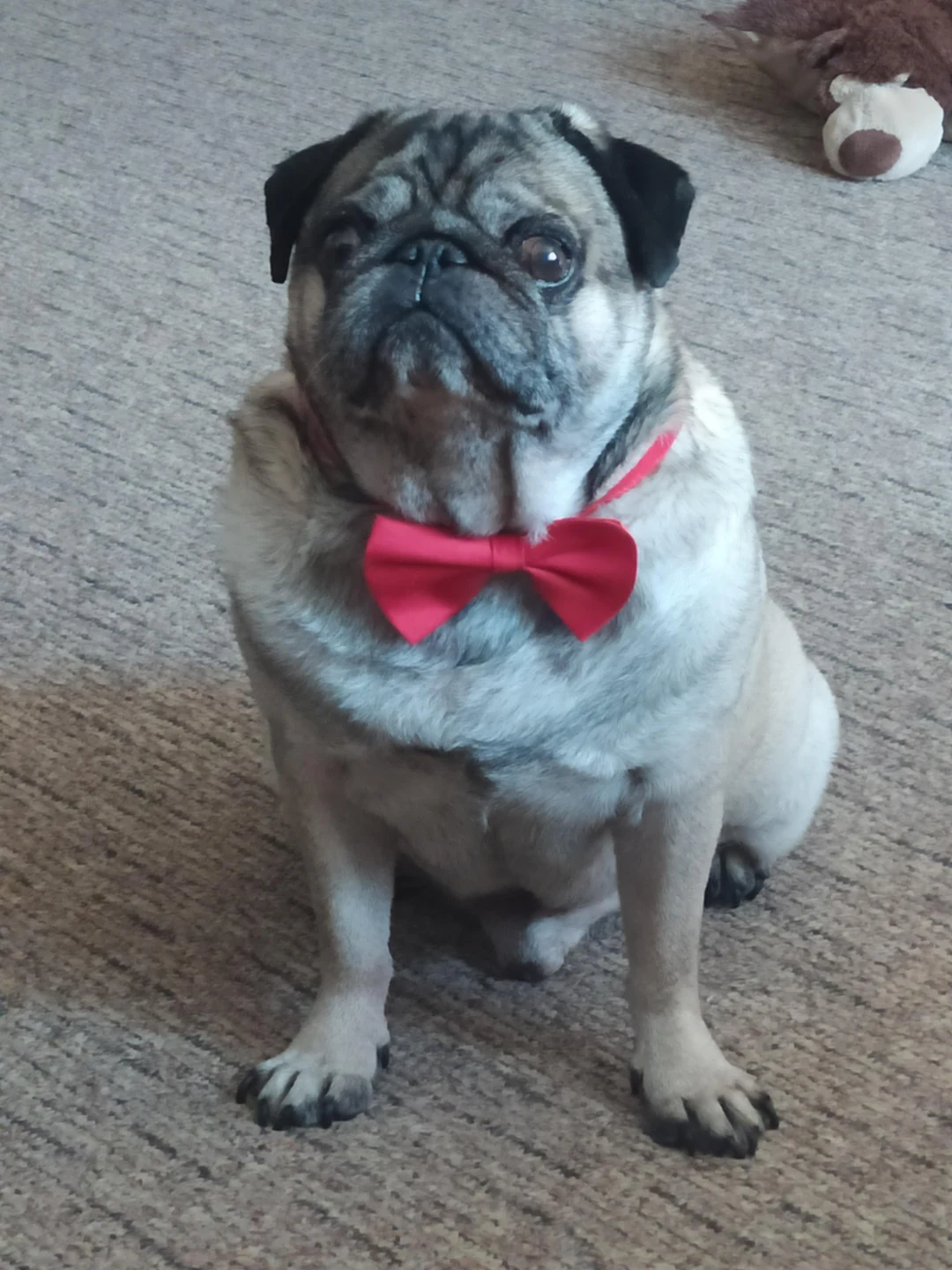 He looks very sophisticated with his bow tie. | Scrolller
