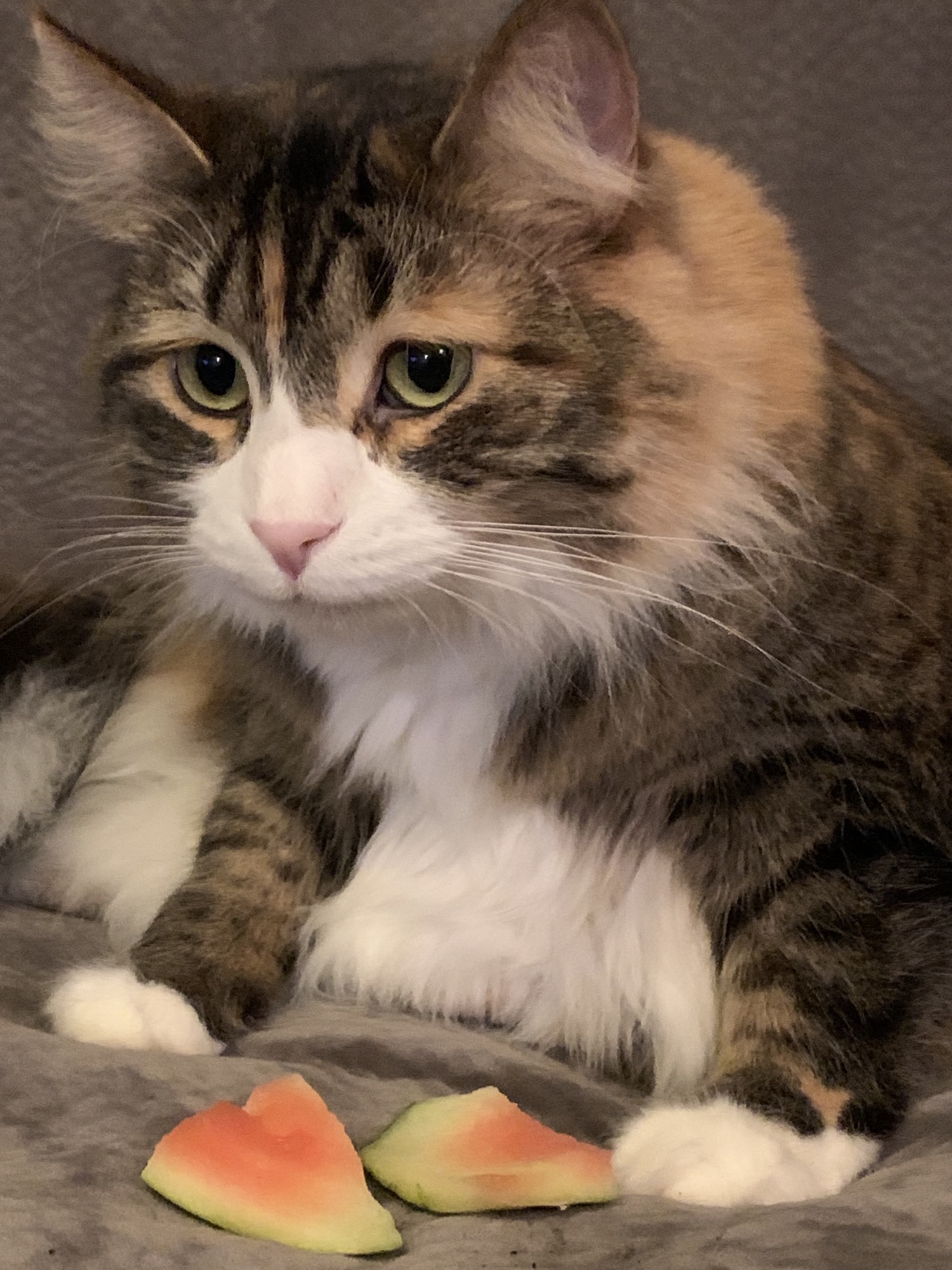 i gave her some watermelon | Scrolller