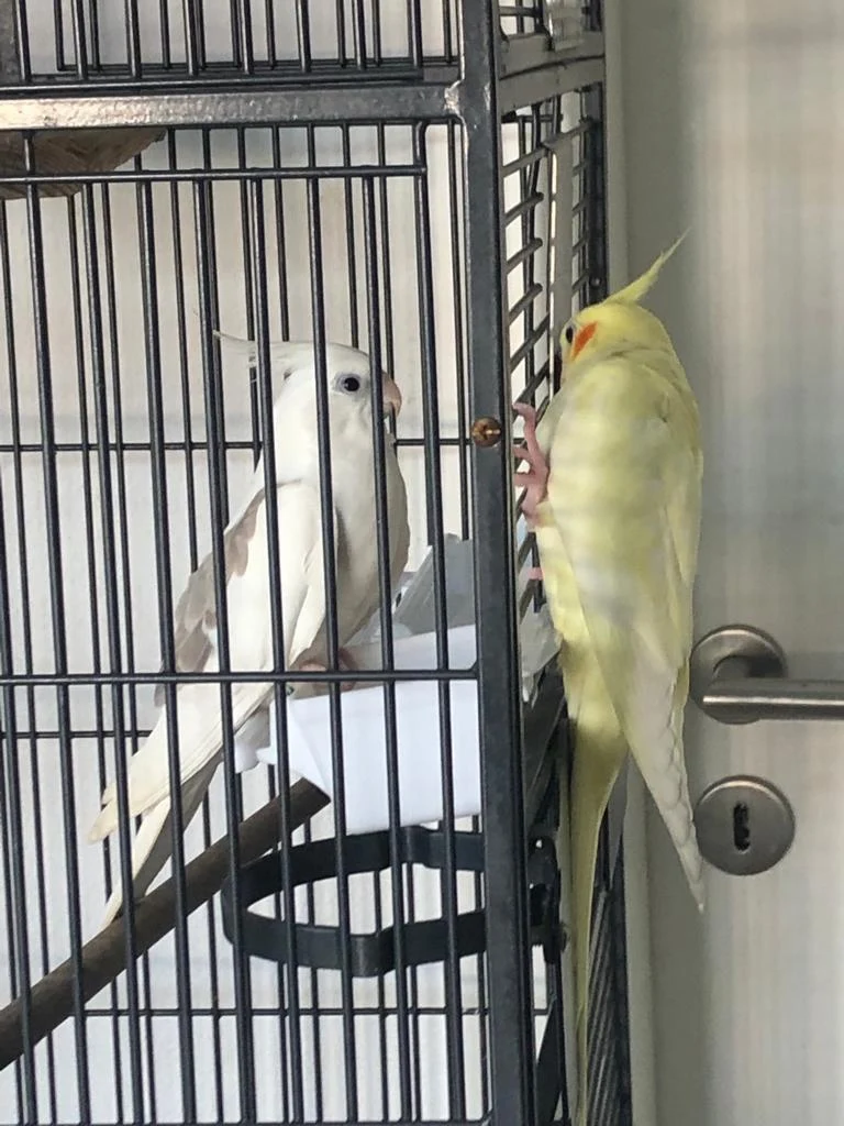 My new birb looking at Pikachu | Scrolller