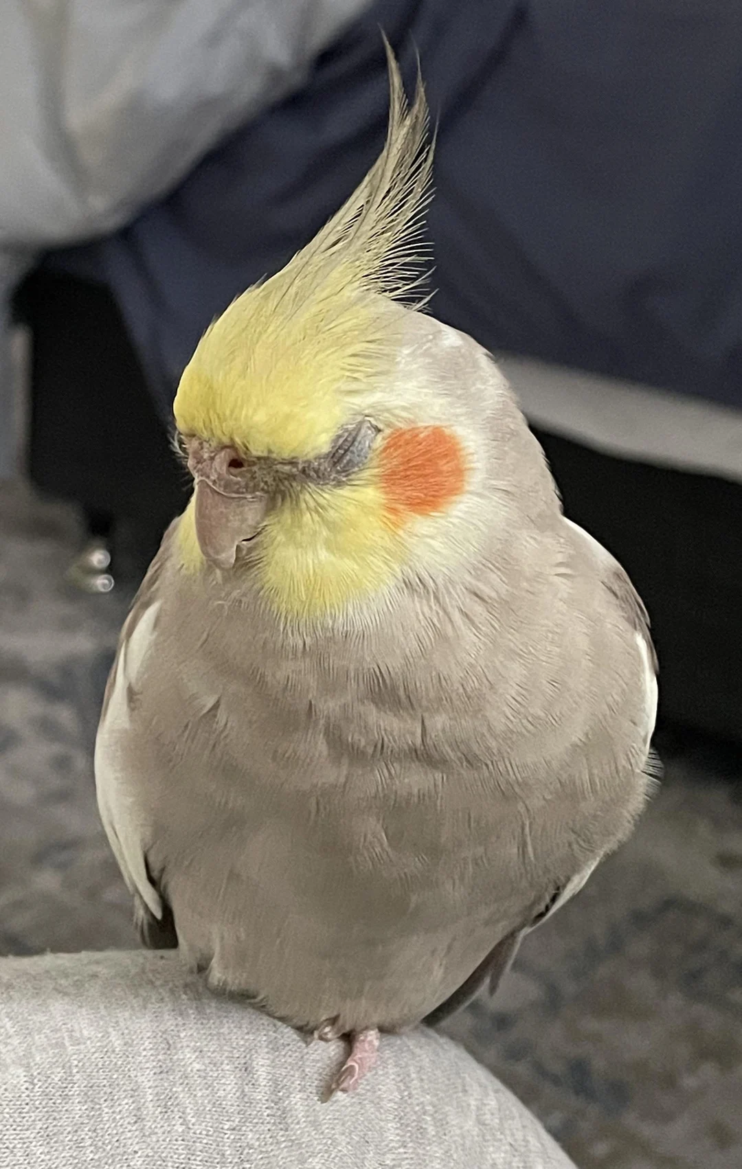 The most beautiful sleeper | Scrolller