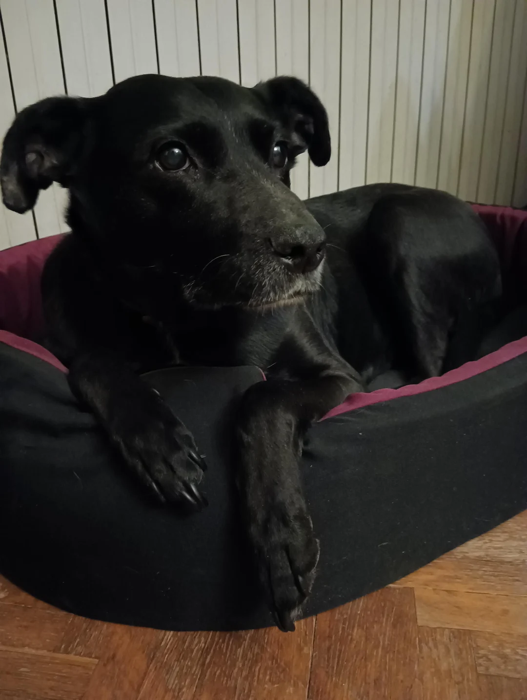 Dobby ears | Scrolller