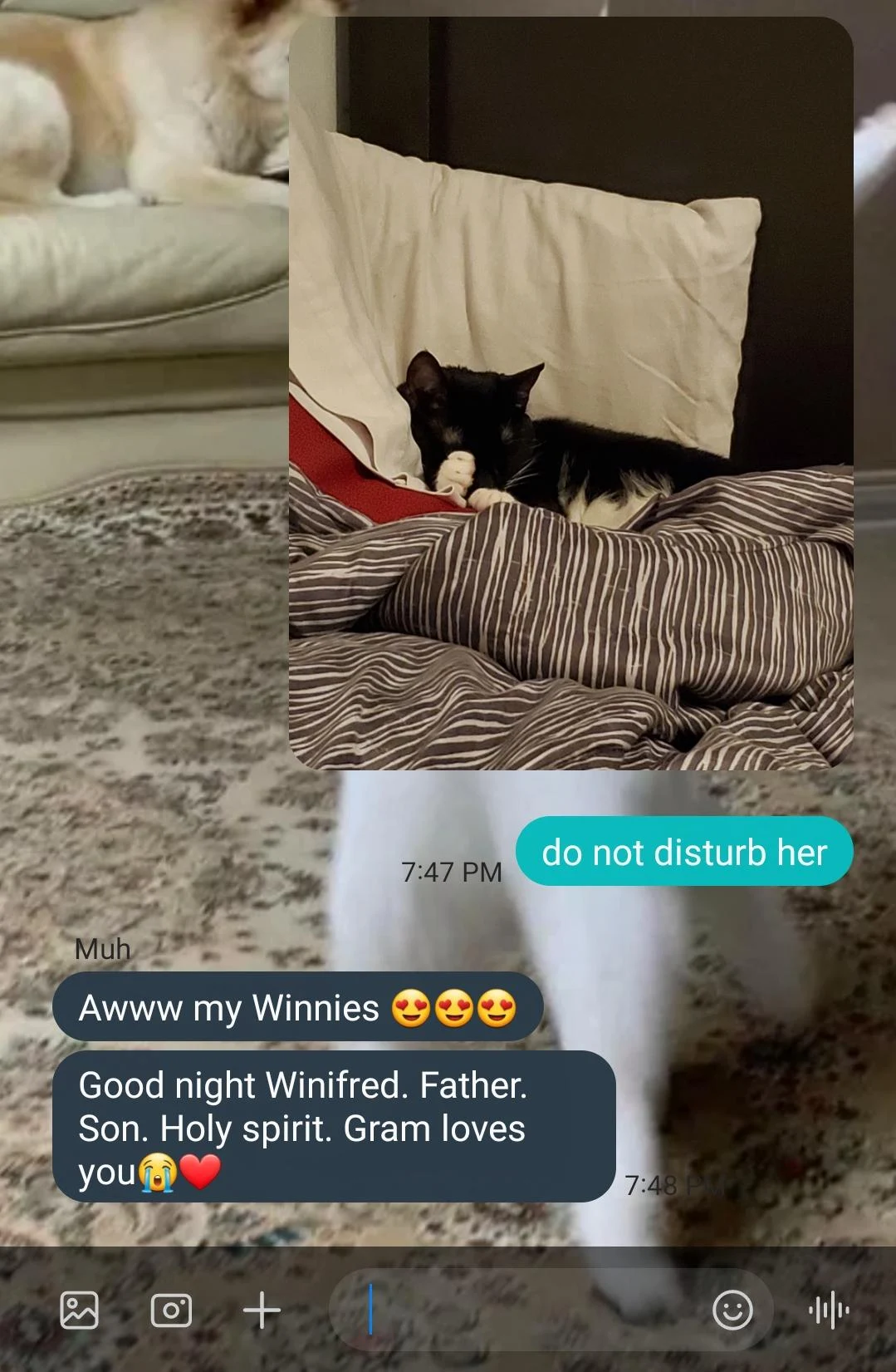 my mom saying goodnight to my cat - which is a nightly ritual | Scrolller