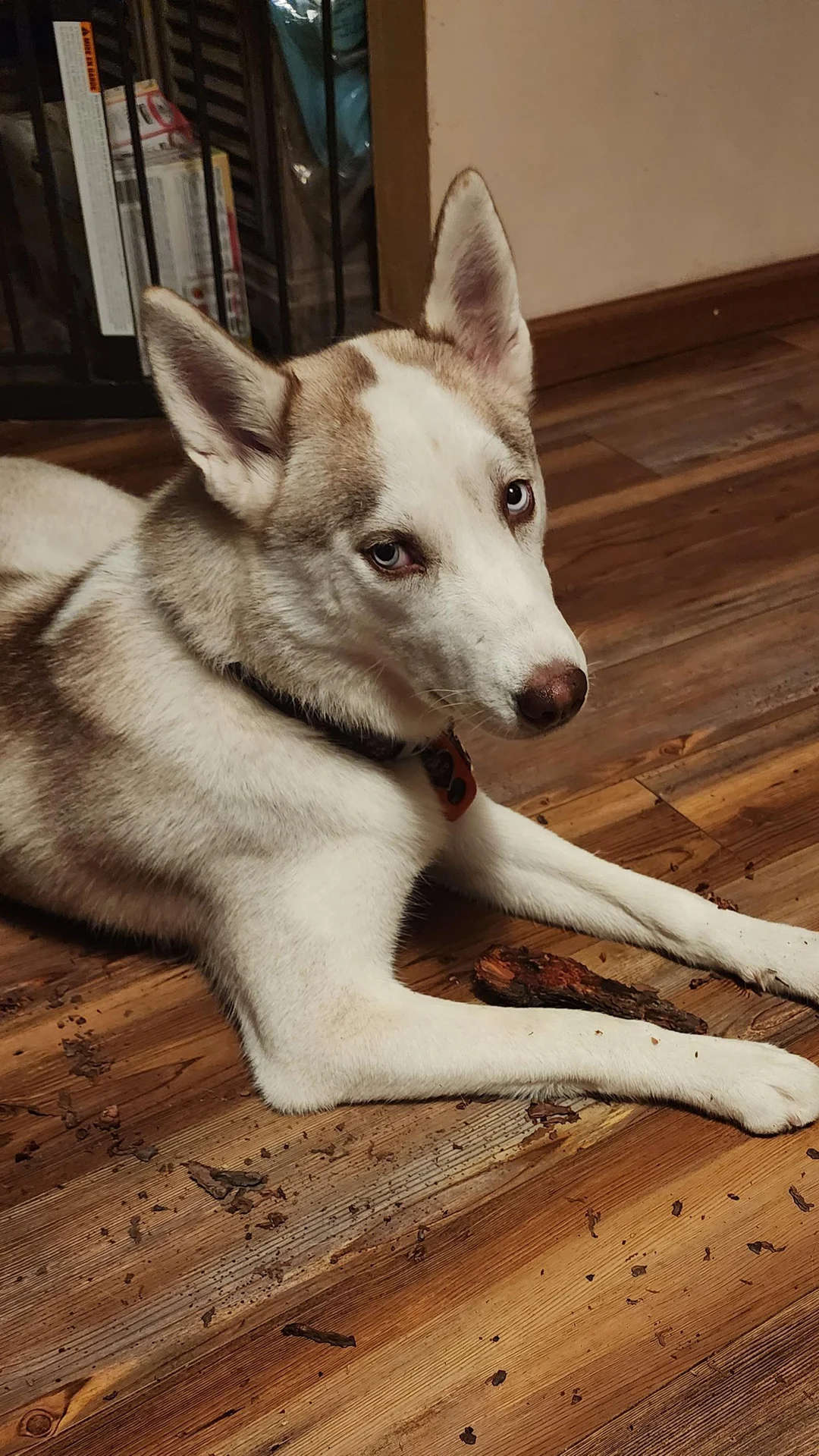 Wood Chewing? | Scrolller