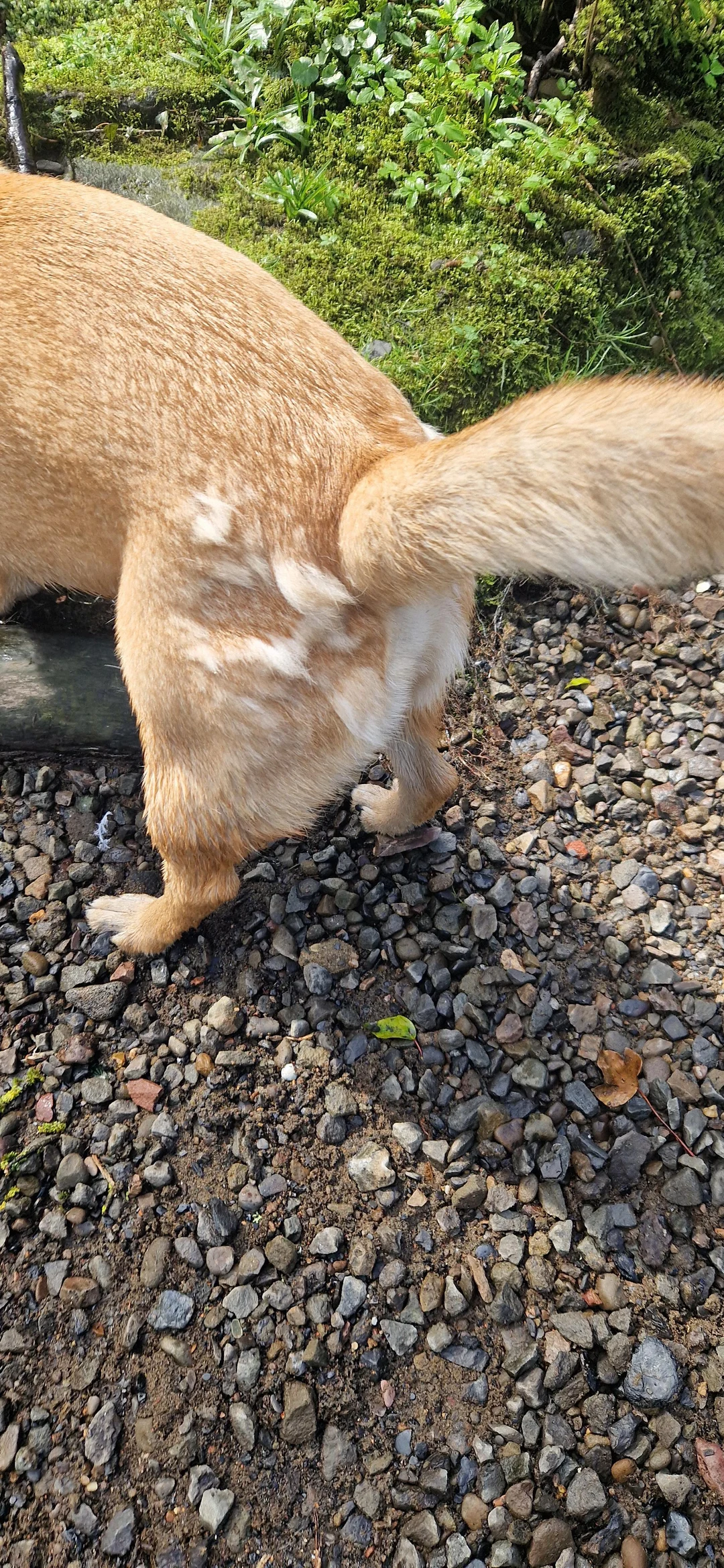 Is this shedding? | Scrolller