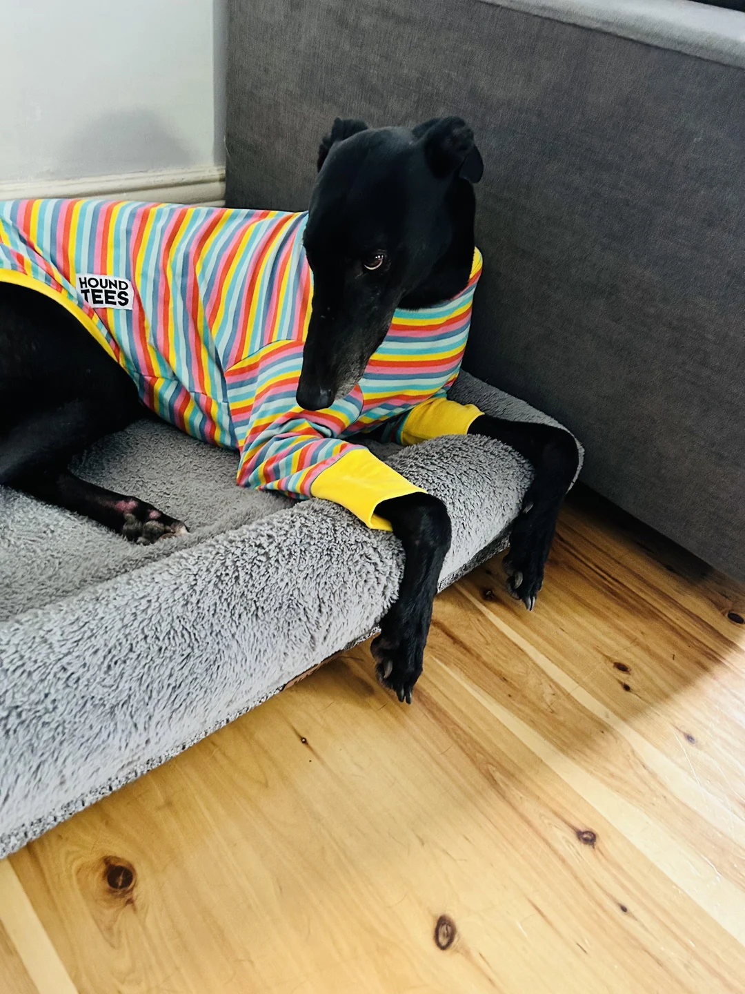 Mr Fancy Snoot (aka Benny) striking a pose in his new threads | Scrolller