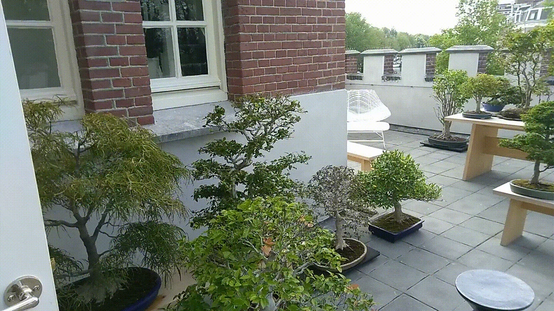 Bonsai Amsterdam | Scrolller
