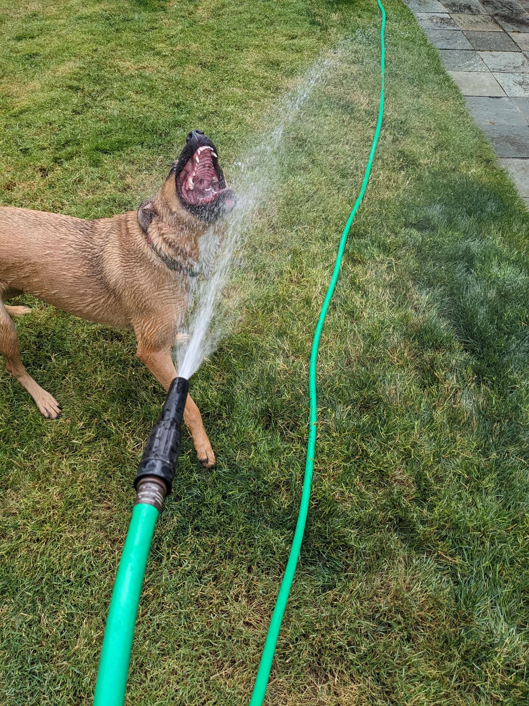 Garden gator loves the hose game | Scrolller