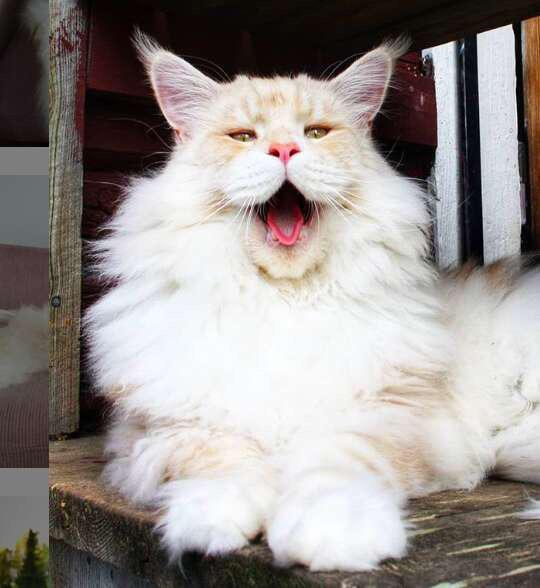 Discover more like Floof: Even ear floof. and Related Content | Scrolller