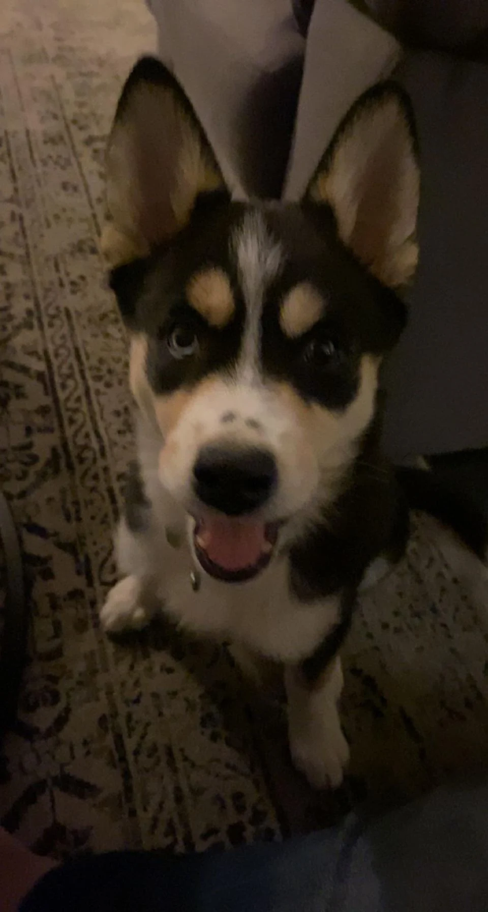 My Husky X Border Collie pup :) | Scrolller