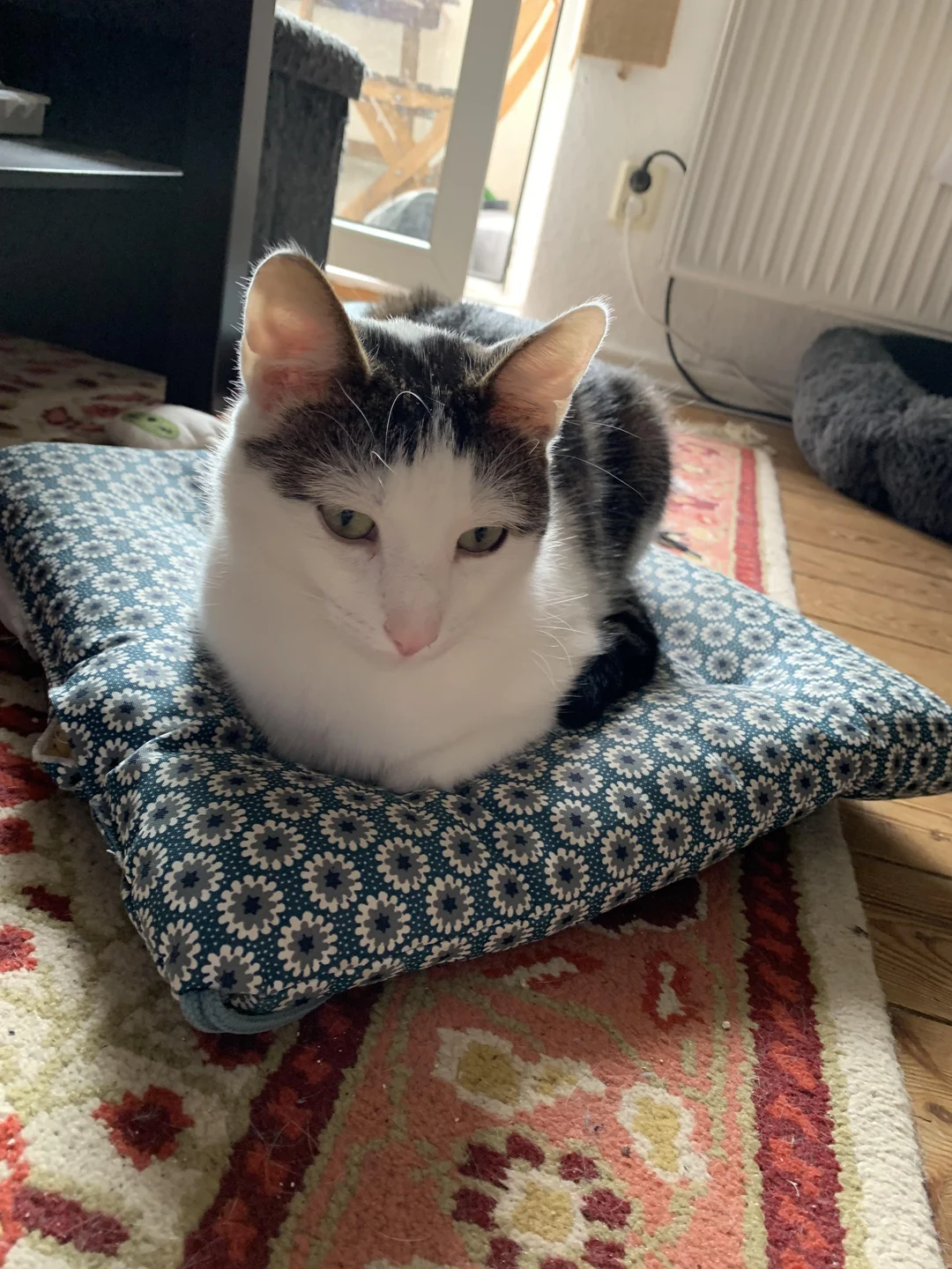 Percy is easy to trap | Scrolller