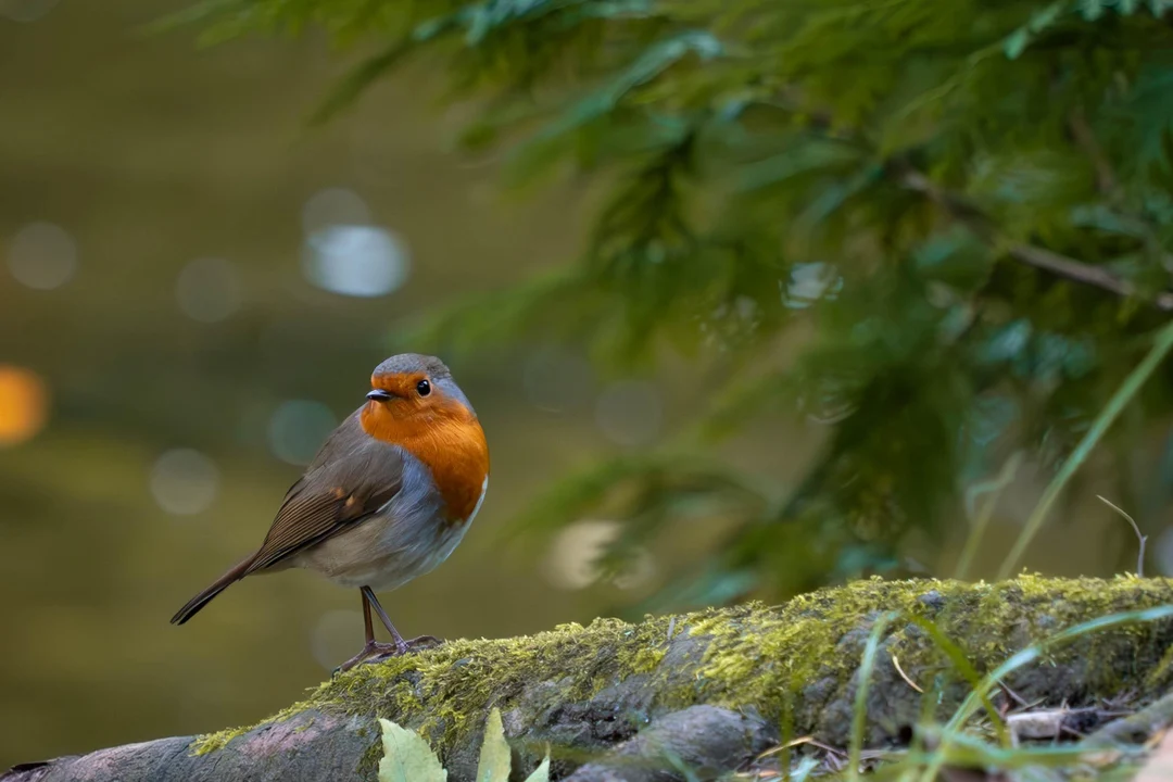 Another one of Robbie the Robin :) | Scrolller