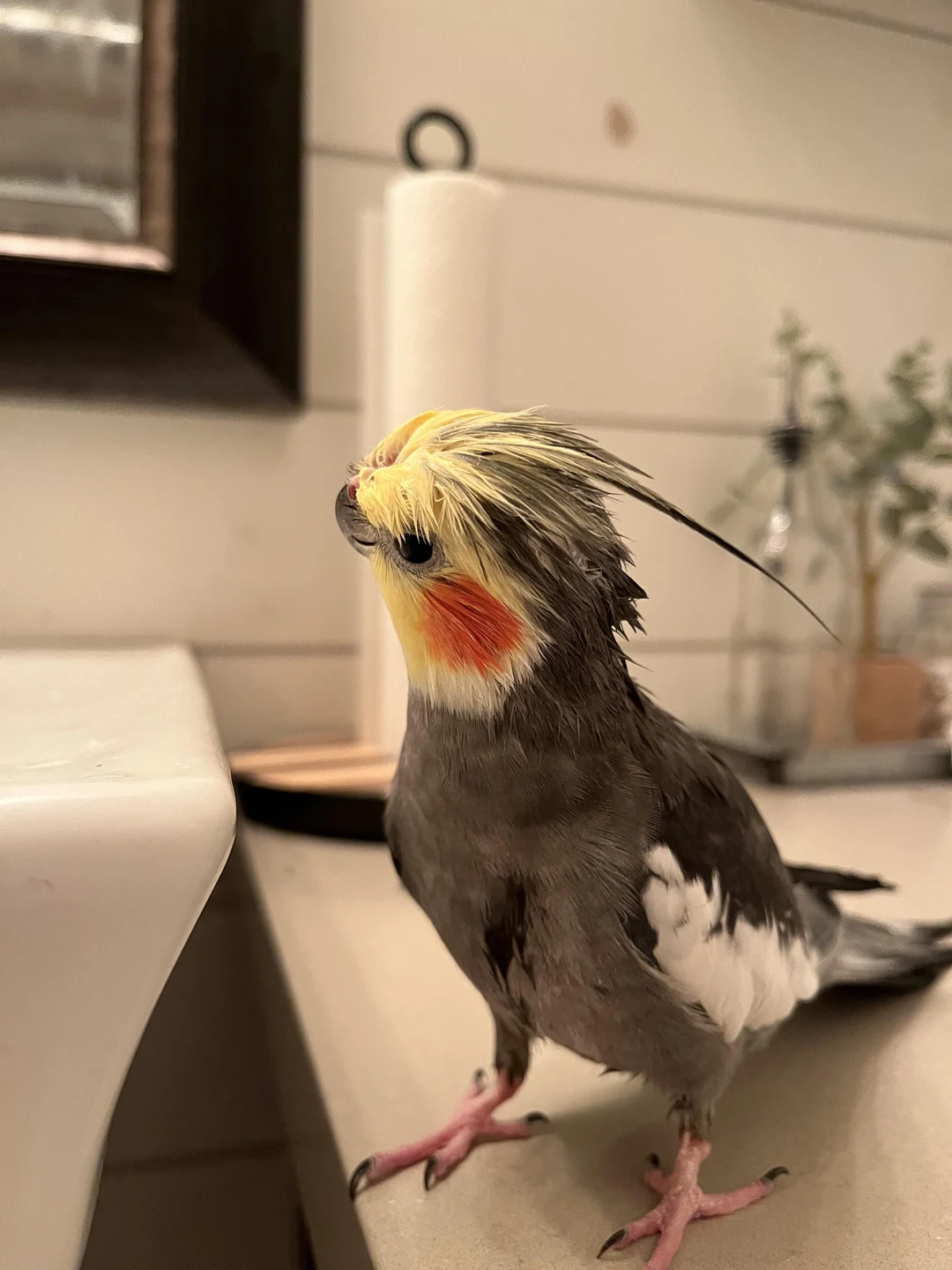 bathed birb | Scrolller