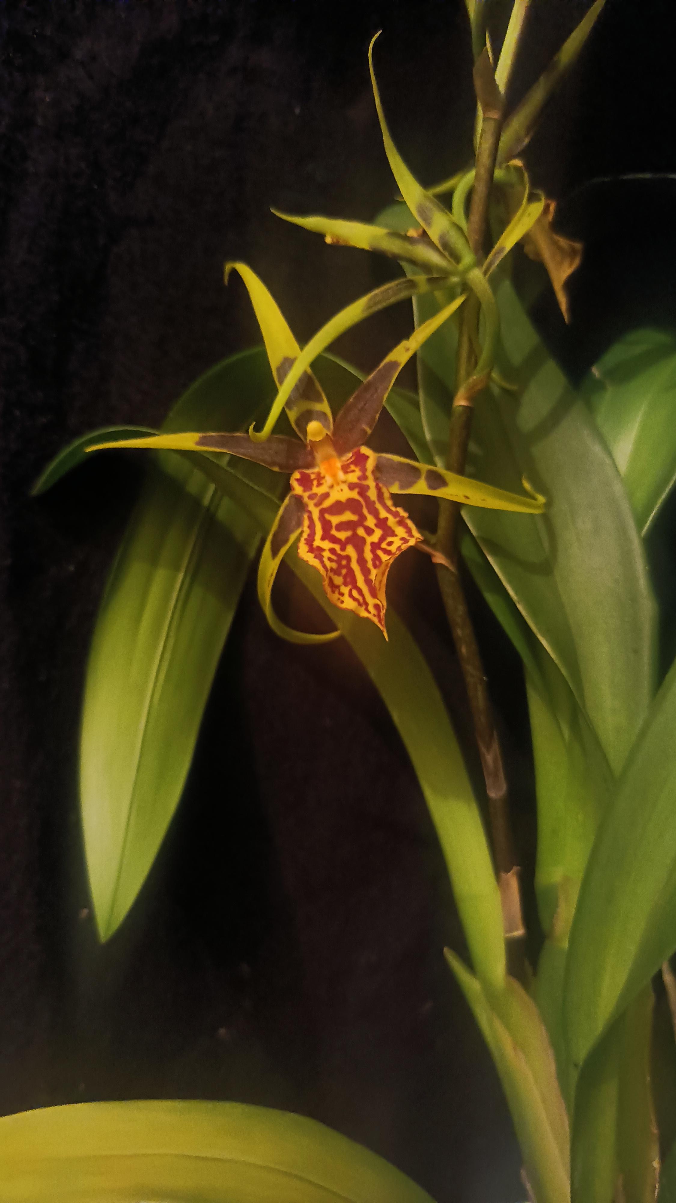 Brascidostele Gilded Tower 'Mystic Maze' | Scrolller