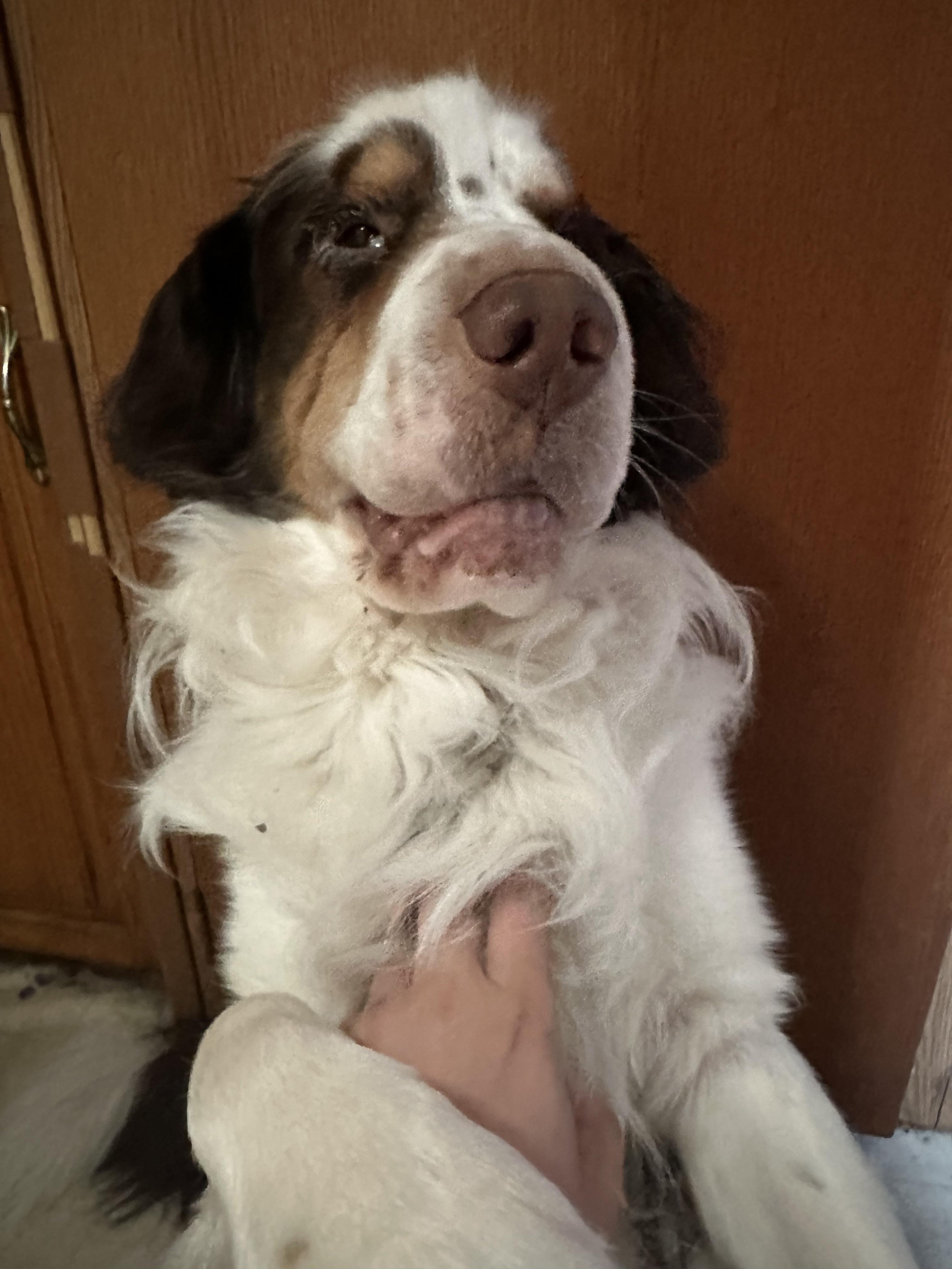 Clyde, a 3-year old Australian Shepherd/ Shar Pei mix, posted him a ...