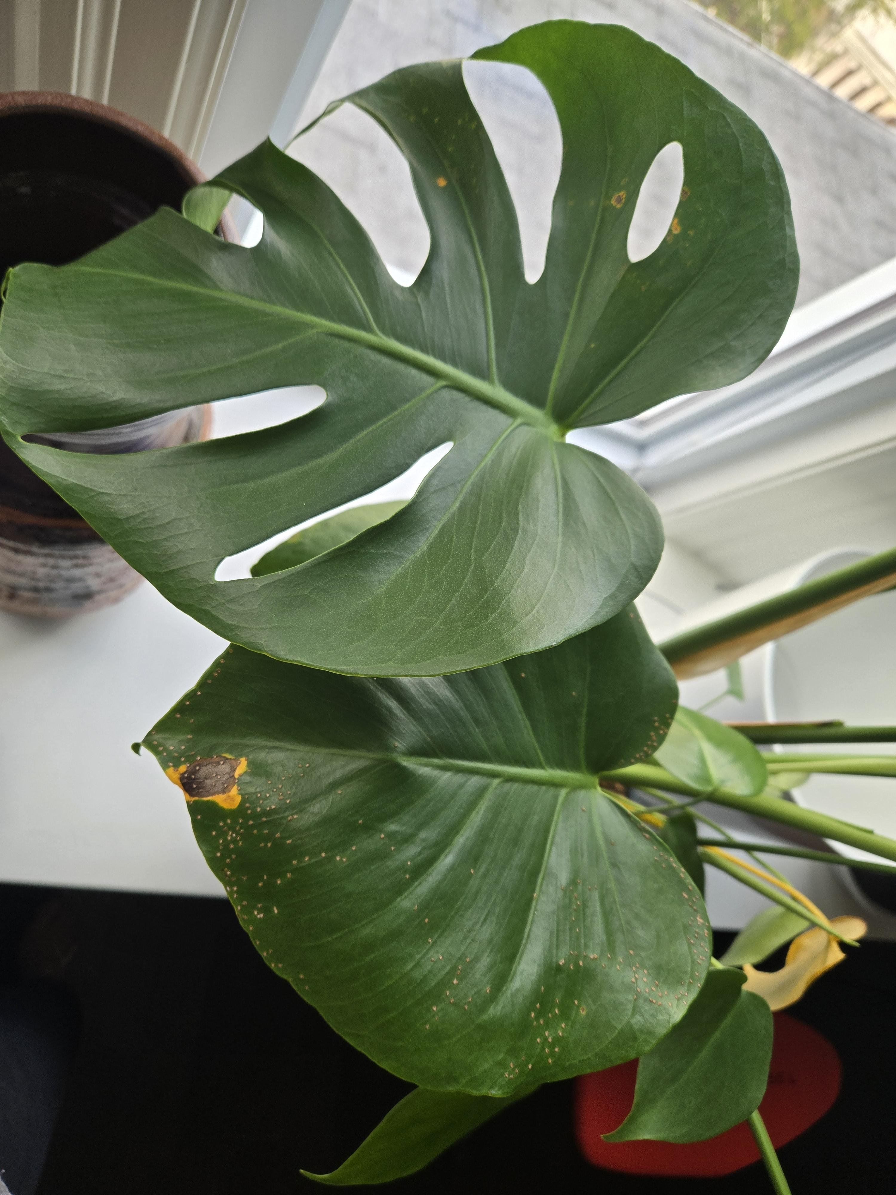Raised bumps and yellow black spots on my monstera | Scrolller
