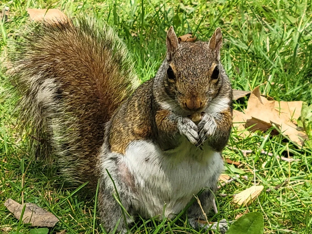 Squirrel | Scrolller