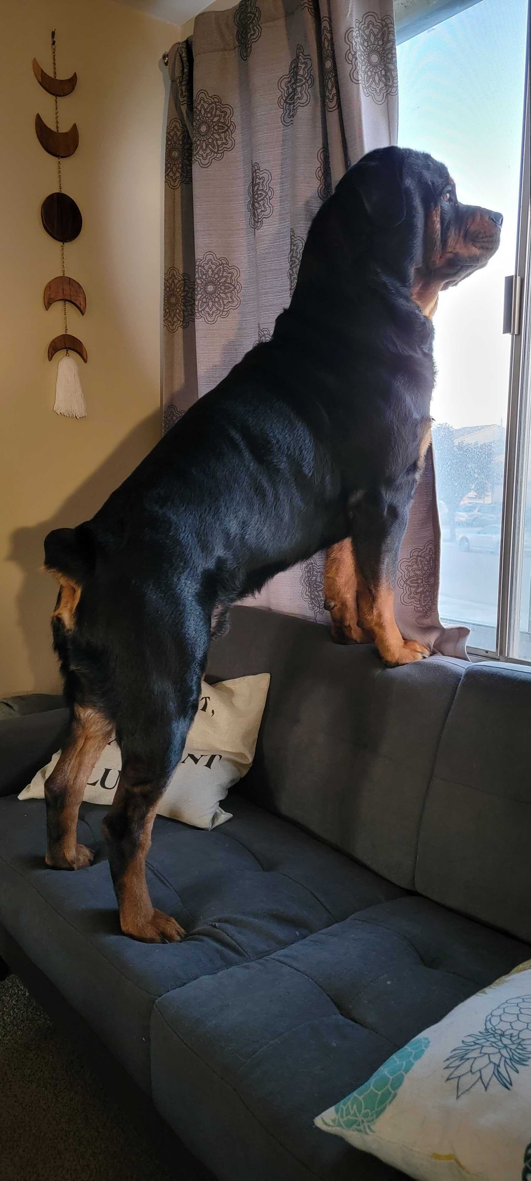 Sentry mode activated | Scrolller