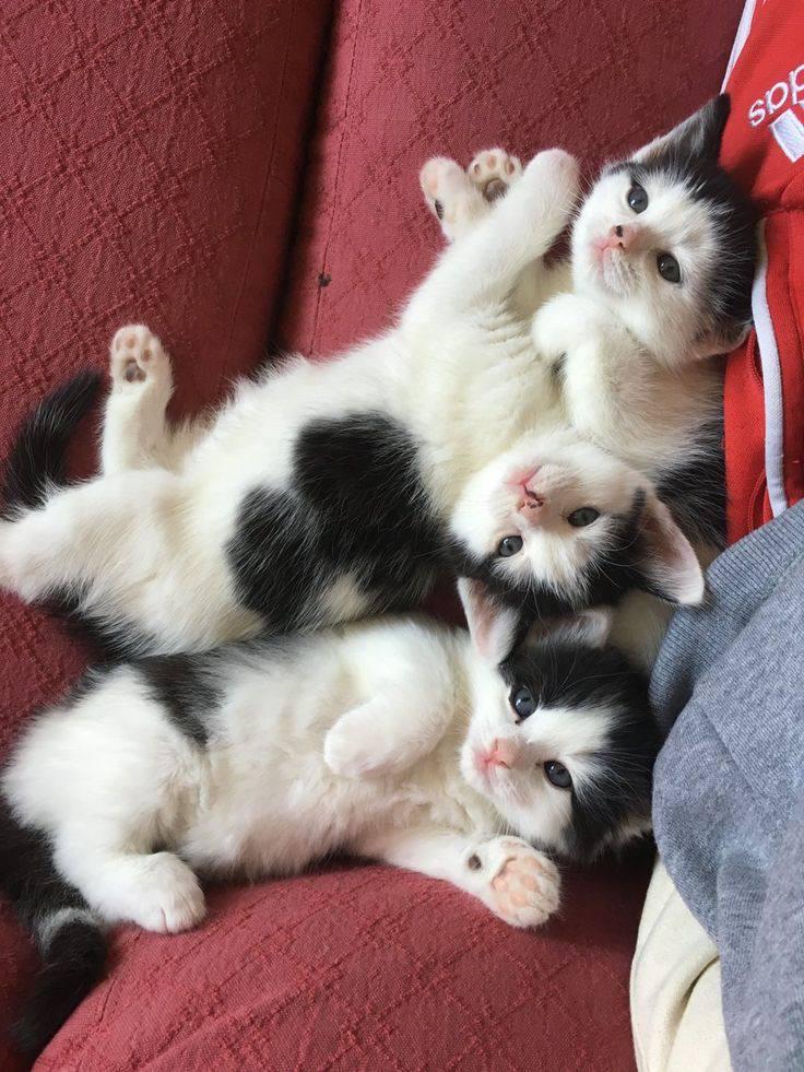 I think they're exactly the same. | Scrolller