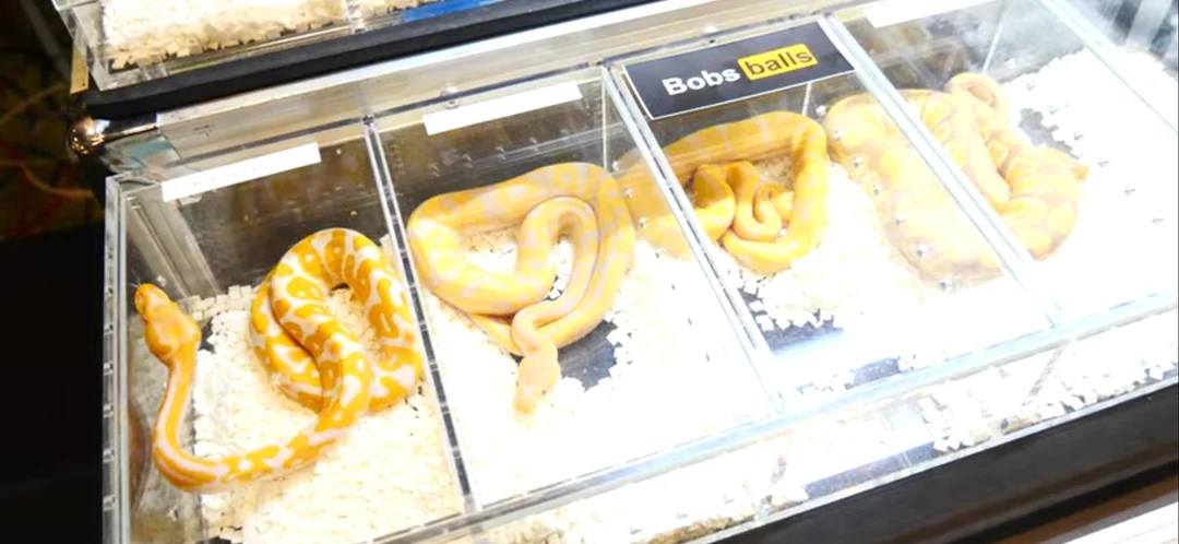 Bobs balls | Scrolller