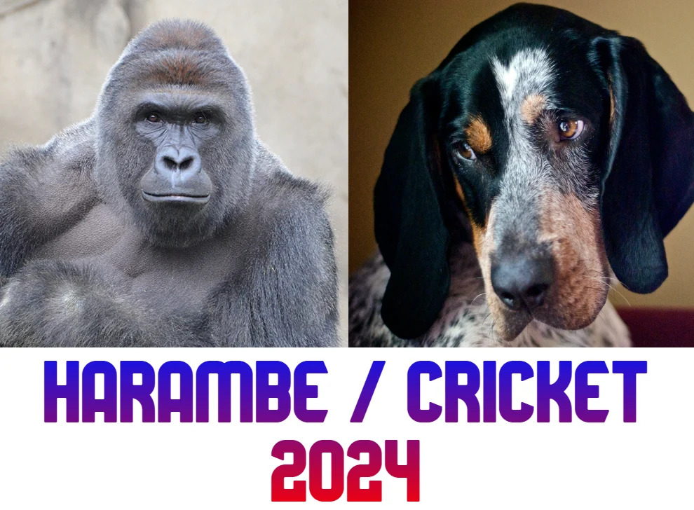 Harambe + Cricket - 2024 | Scrolller