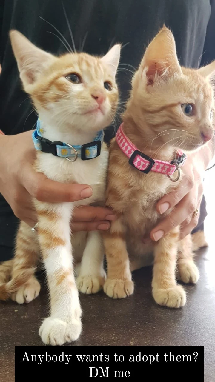 KITTENS FOR ADOPTION | Scrolller