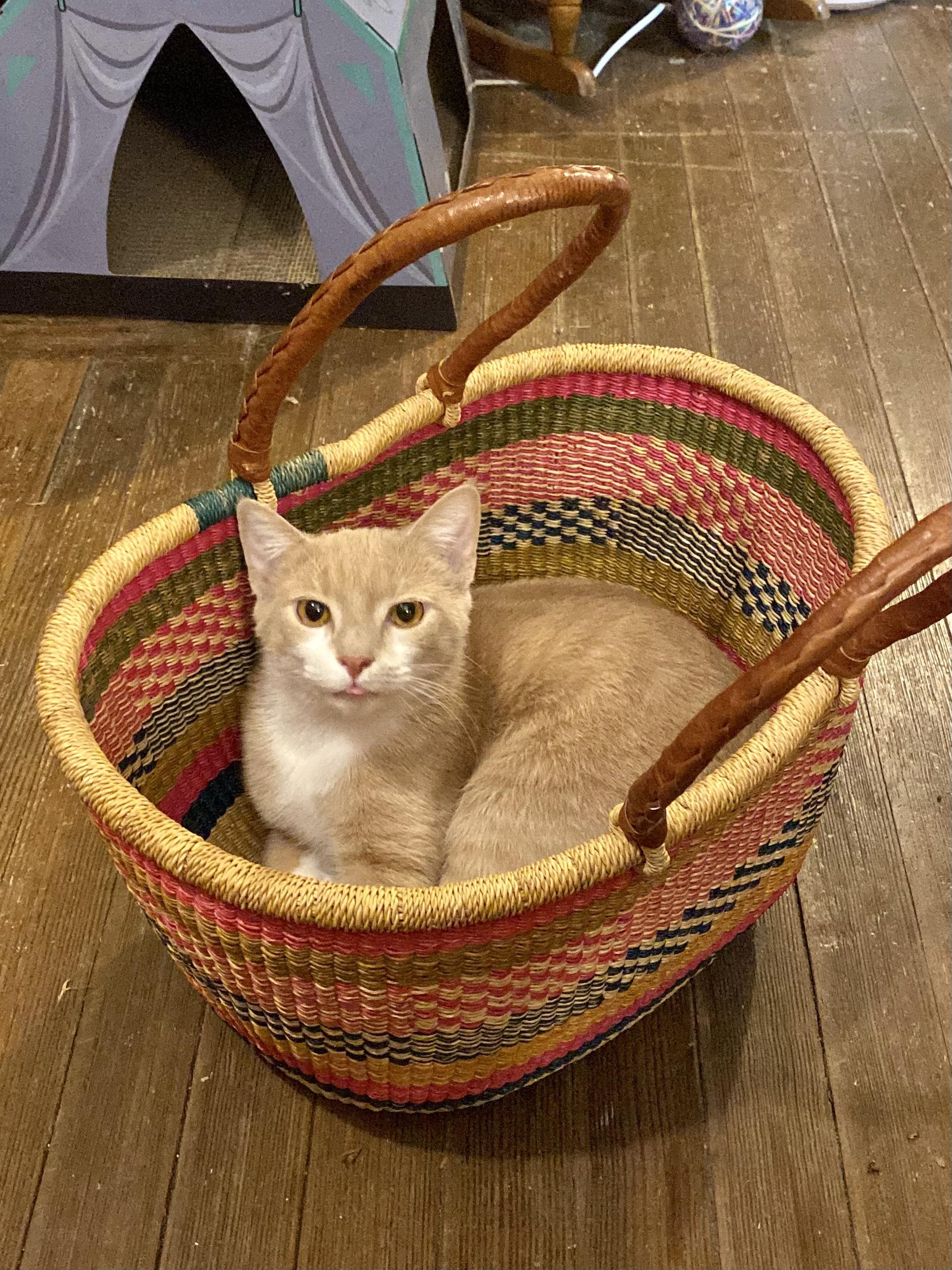 Blep in a basket | Scrolller