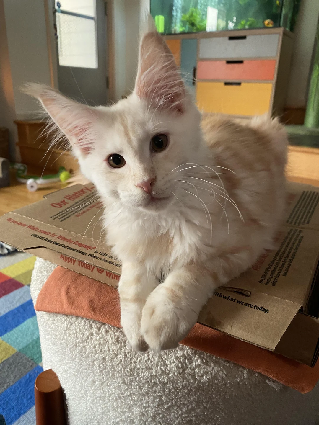 Can’t just have one! Meet Zeus! | Scrolller