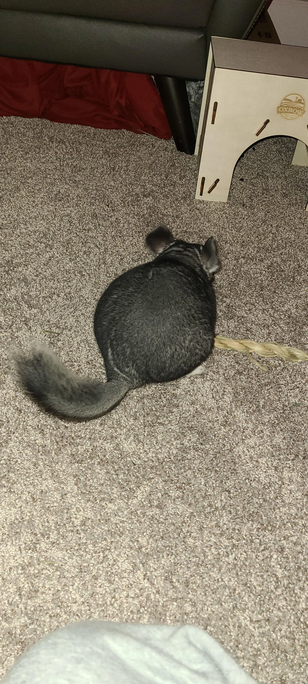 what are these lines in her fur? | Scrolller