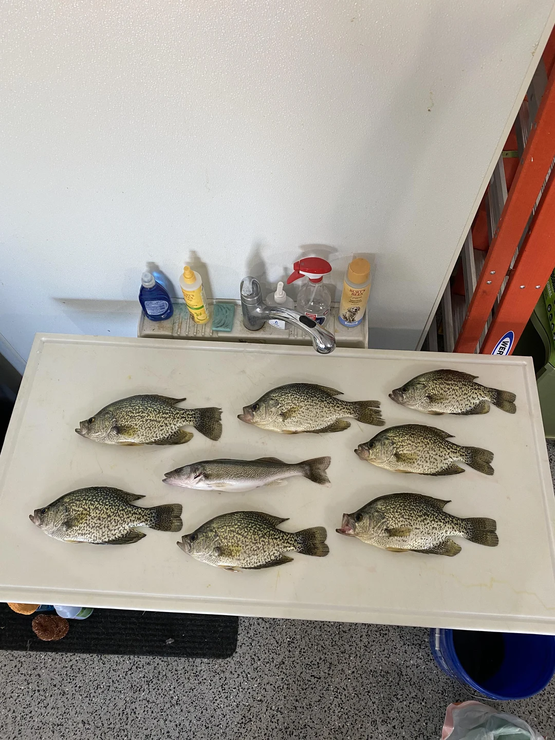 Nice haul from a couple hours of fishing | Scrolller