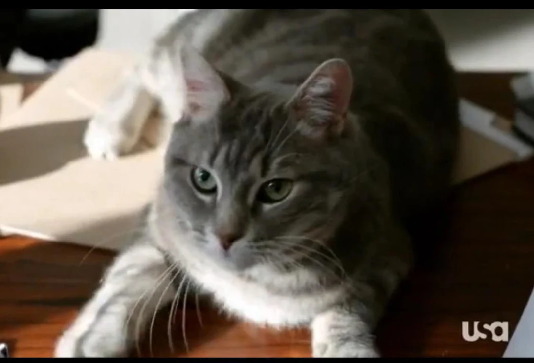 Thanks to Suits, I want a grey tabby | Scrolller
