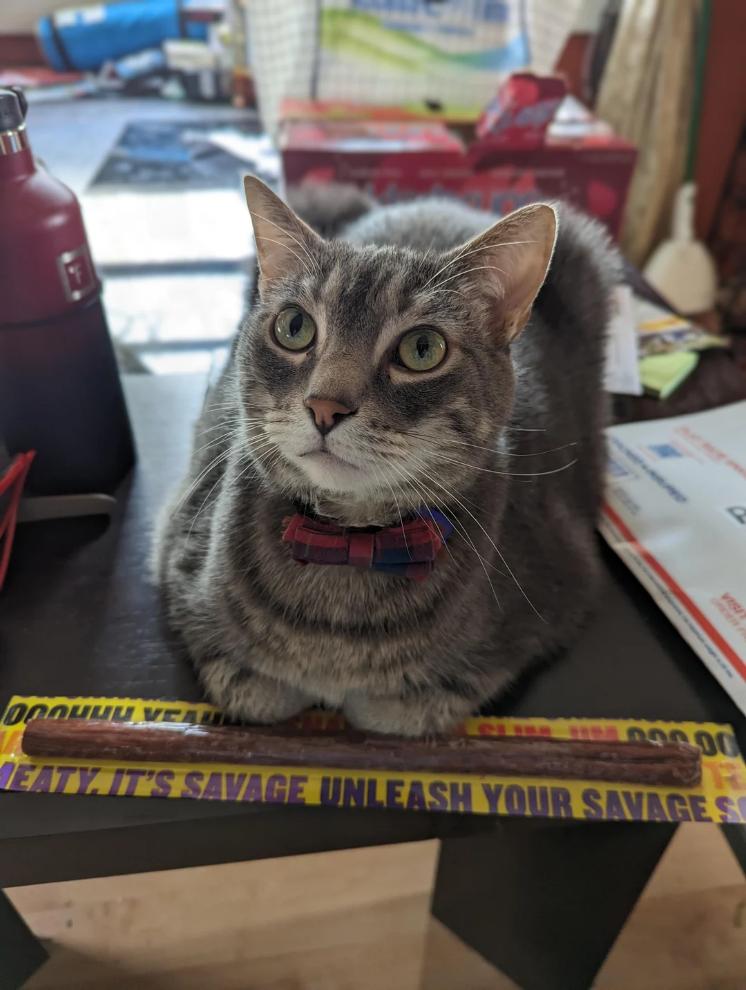 Discover more like Catloaf: Pancake wants to be a meatloaf and Related ...