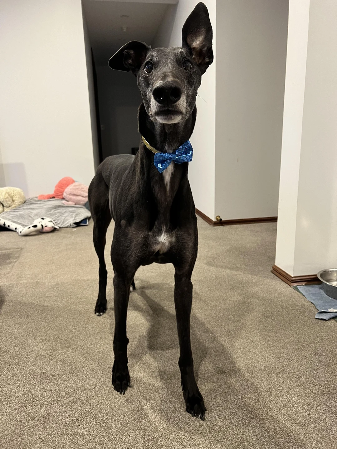 Follow us on IG: @gentle.giant.greyhound | Scrolller