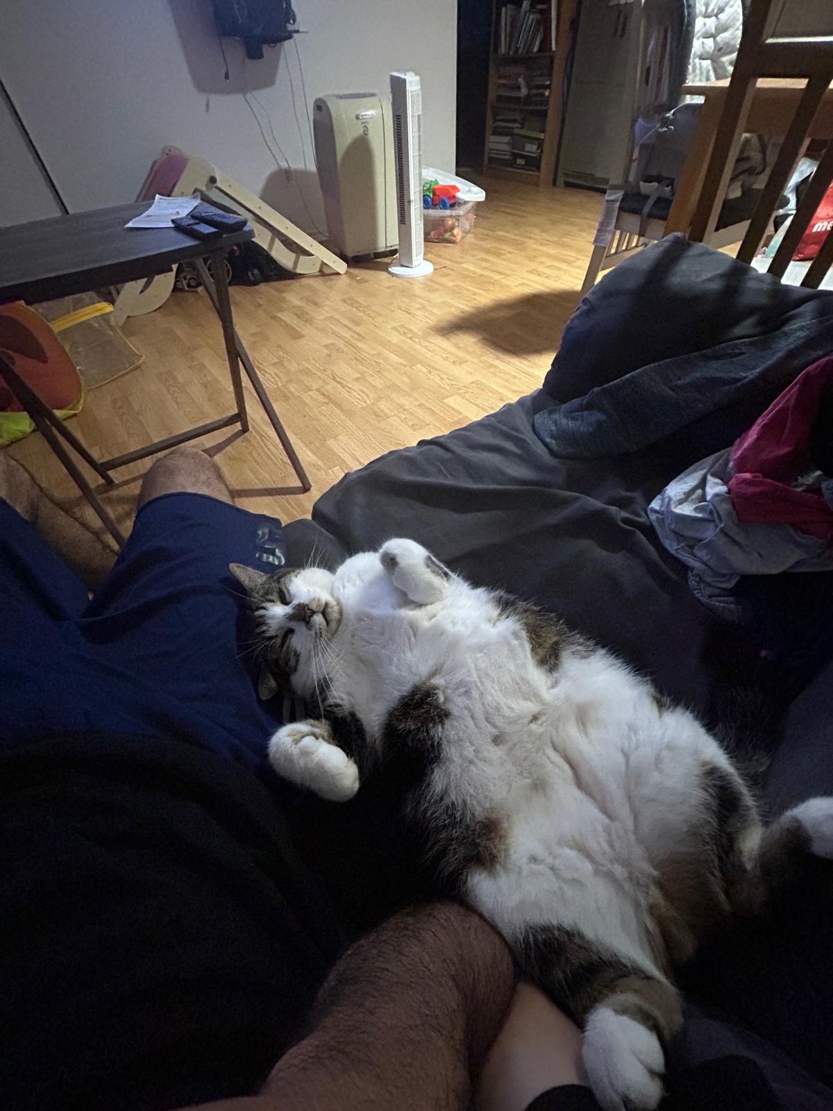 Goofy cat | Scrolller