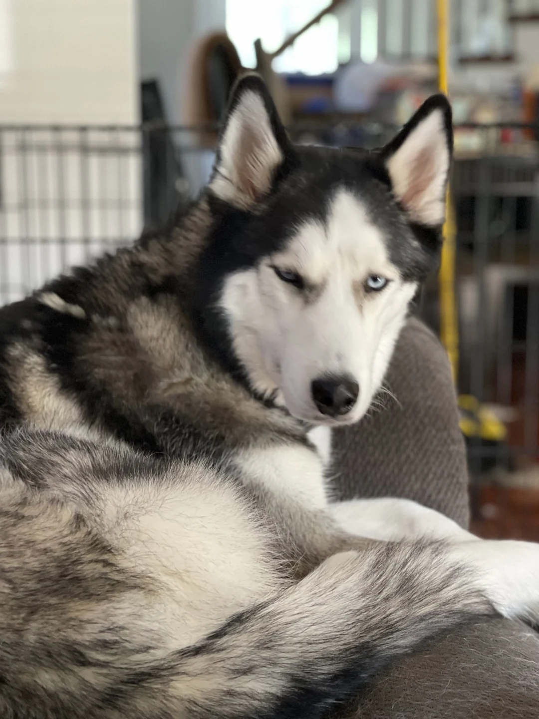 The front facing side eye | Scrolller