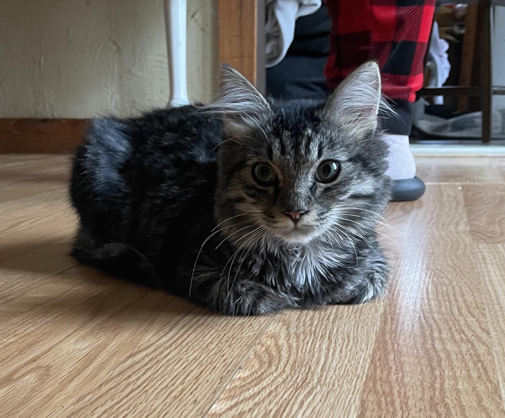 He got up right after this to see why I was putting my phone on the floor lol. This is Milo ...