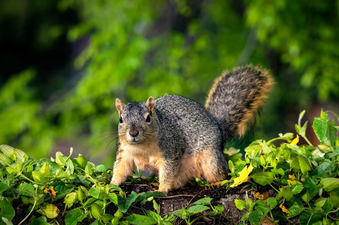 Squirrel | Scrolller
