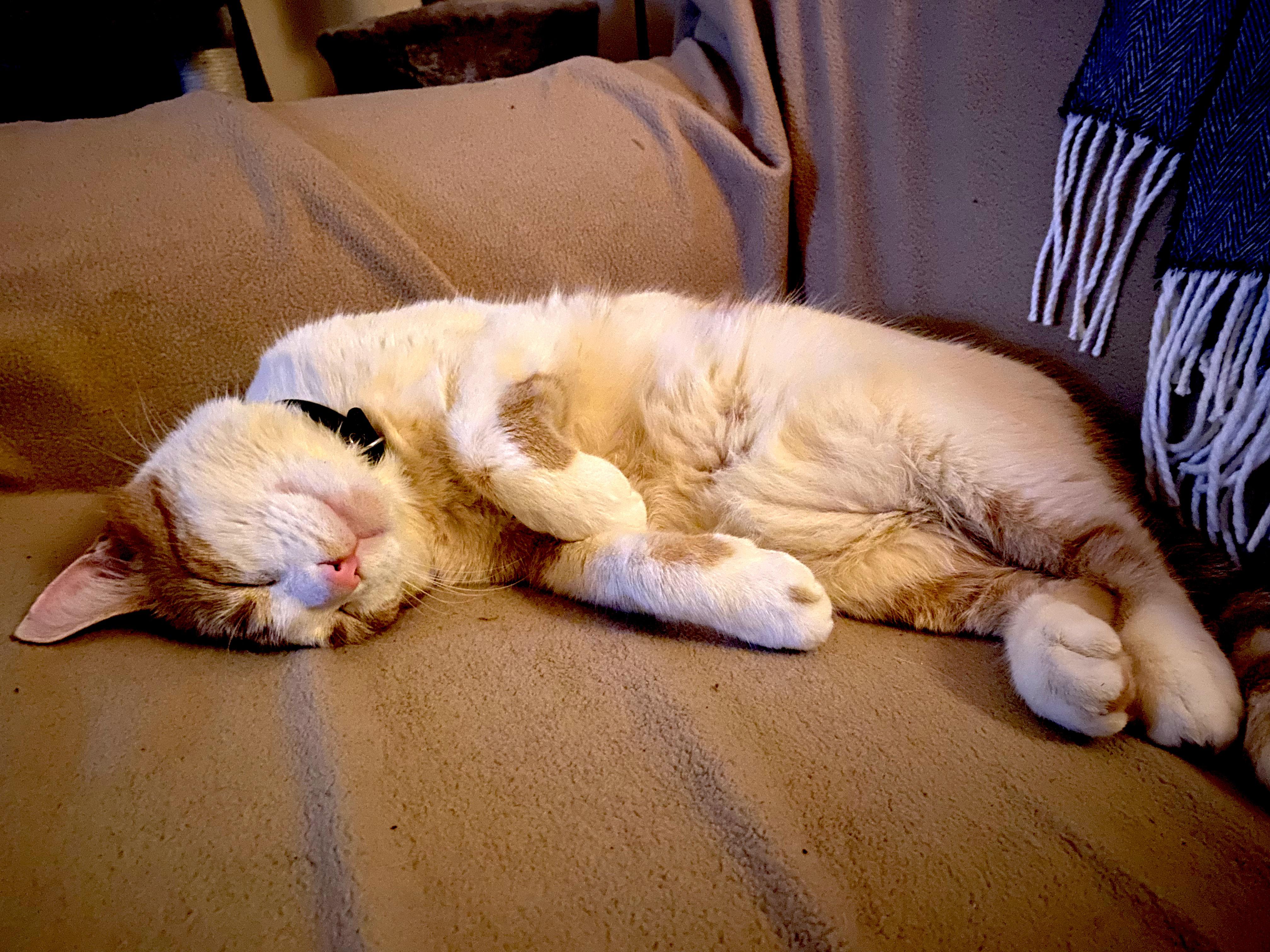 (OC) zzZ | Scrolller