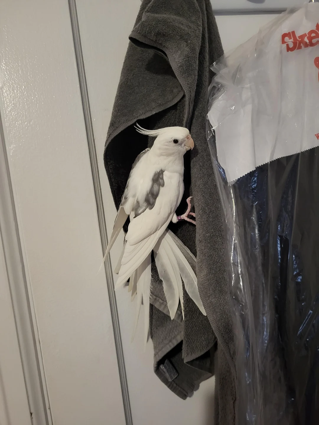 Spider bird | Scrolller