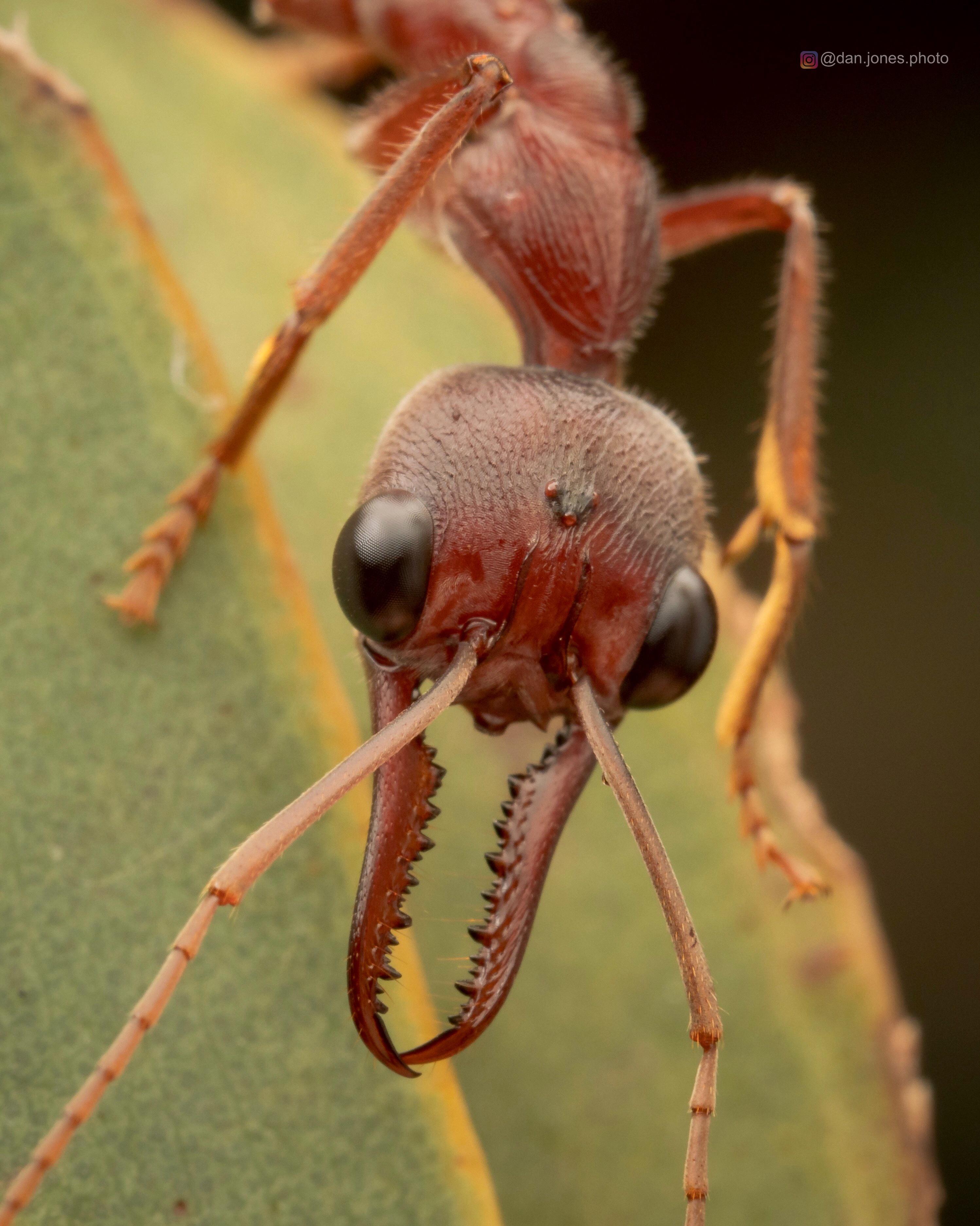 Australian Bull Ant | Scrolller