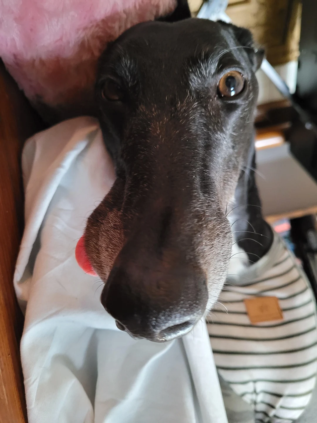 tongues out Tuesday featuring Efren | Scrolller