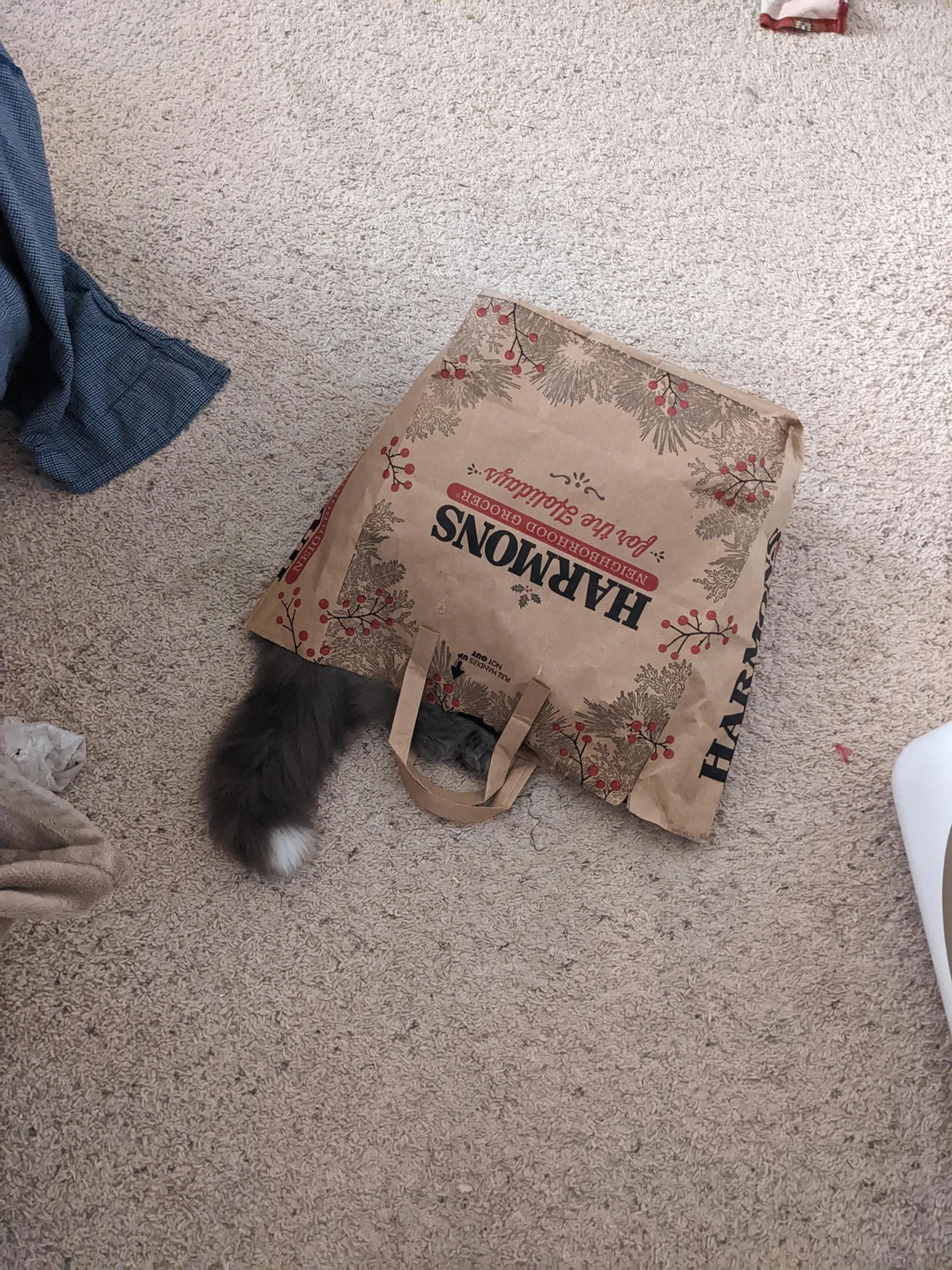 Paper trap is working | Scrolller