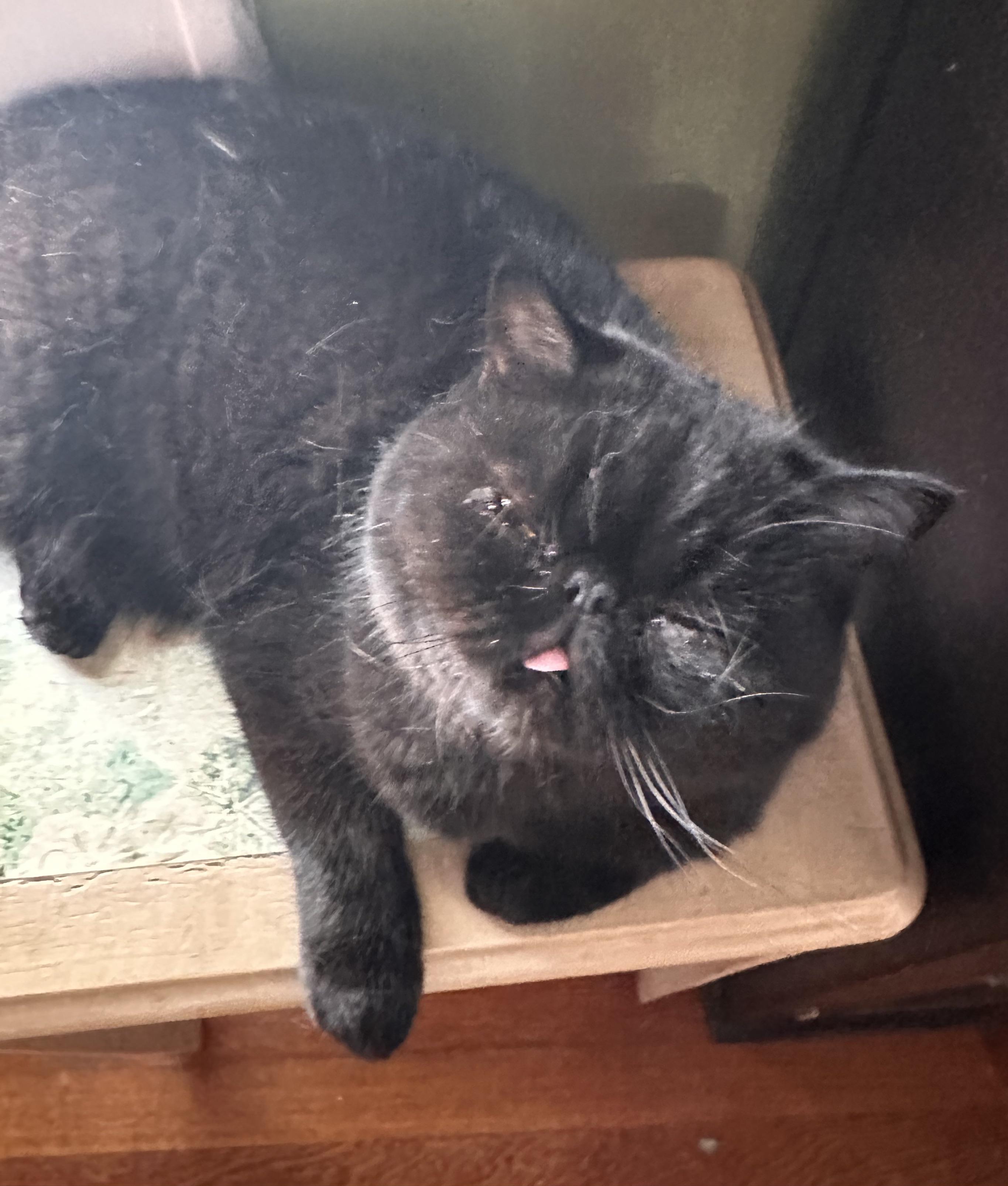 A very sleepy side blep | Scrolller